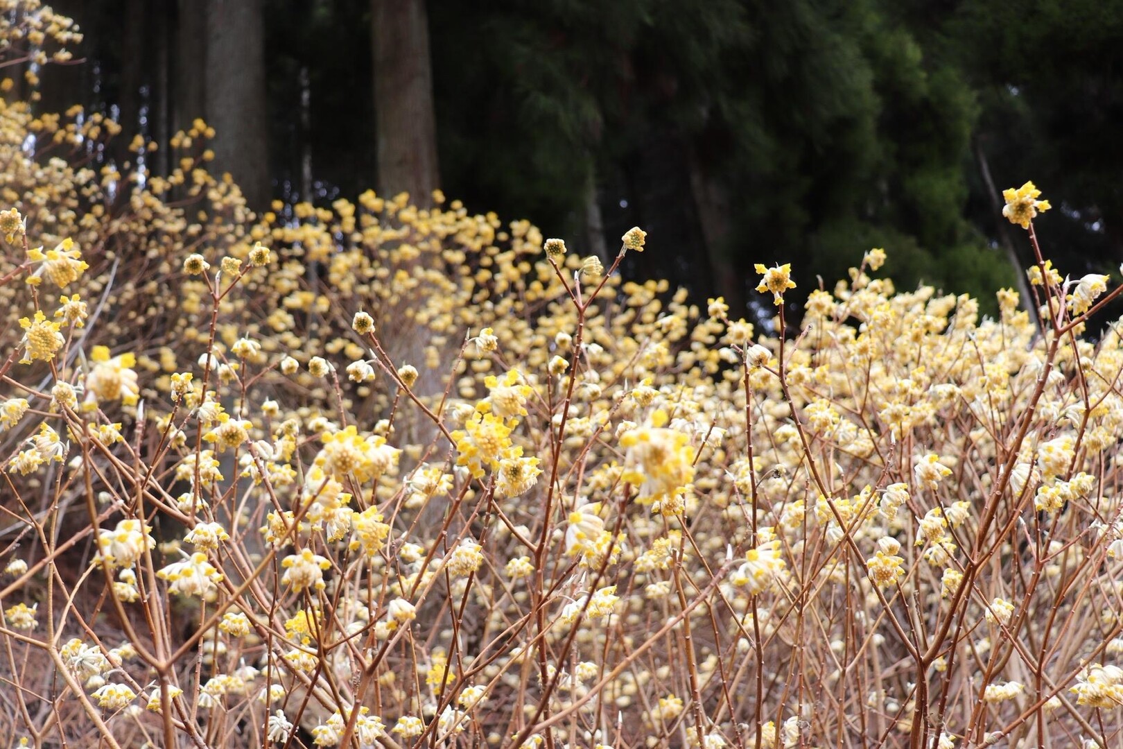 The time is now! 袴ヶ仙 / ikg_228さんの袴ヶ仙の活動データ | YAMAP / ヤマップ