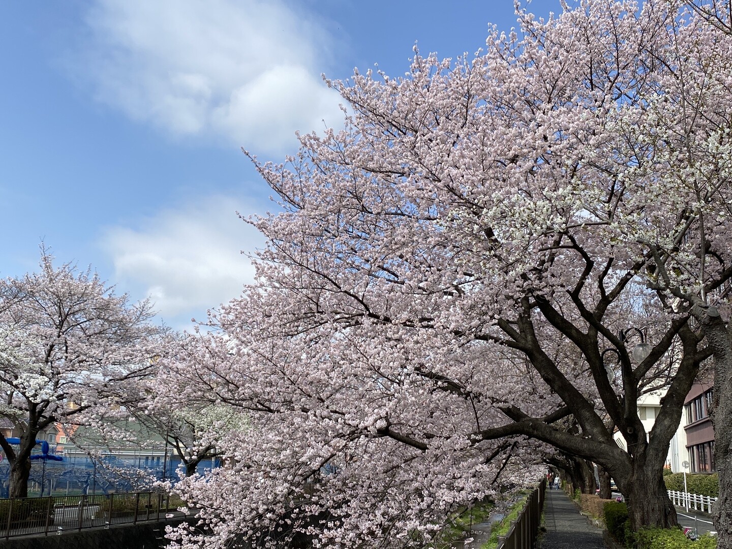 満開🌸 / わんさんのモーメント | YAMAP / ヤマップ