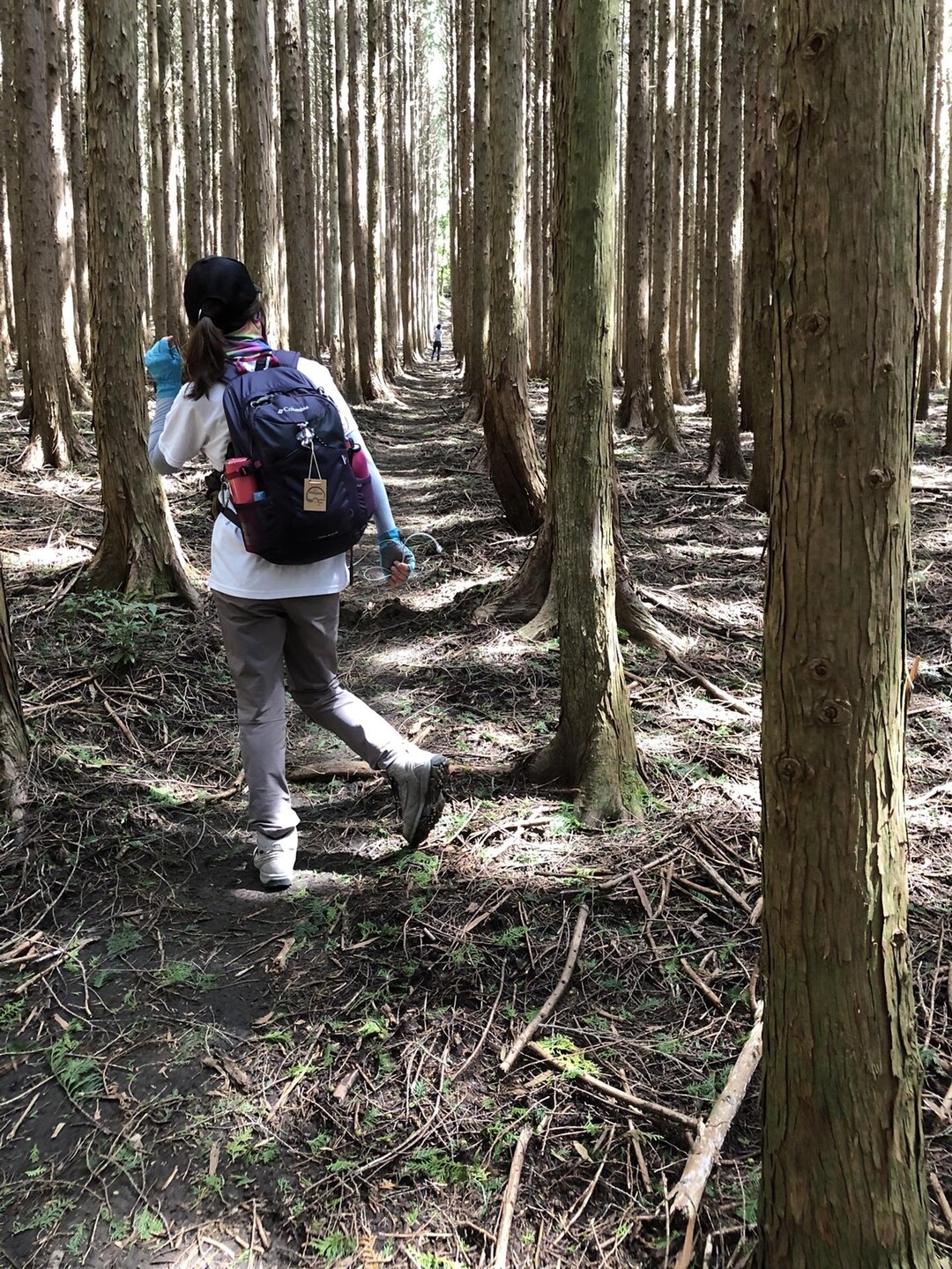 人生のTPに人生の並木路へ🐢 / ☆yu-ka☆さんの作礼山の活動データ | YAMAP / ヤマップ