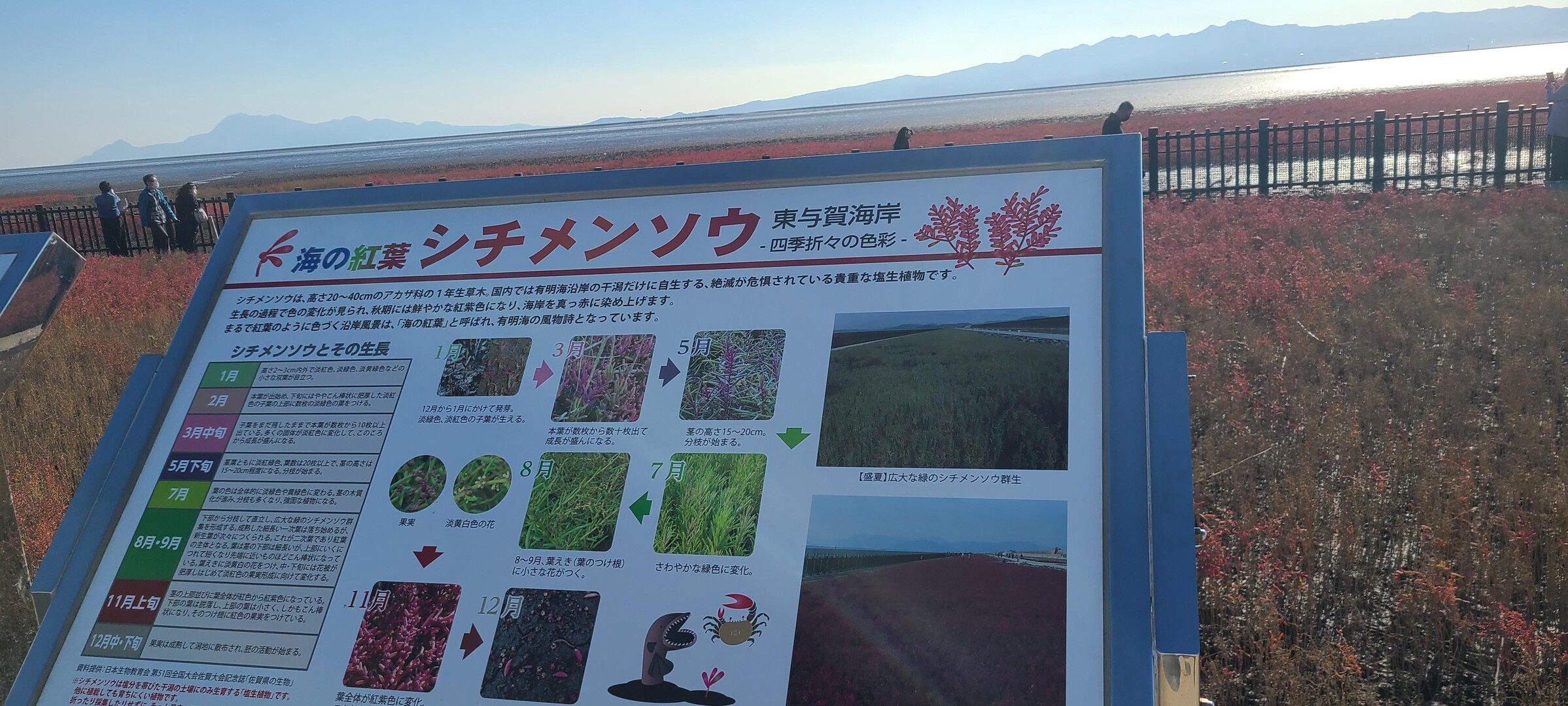 佐賀のシチメンソウ見に行ってきました / ももちゃんさんのモーメント | YAMAP / ヤマップ