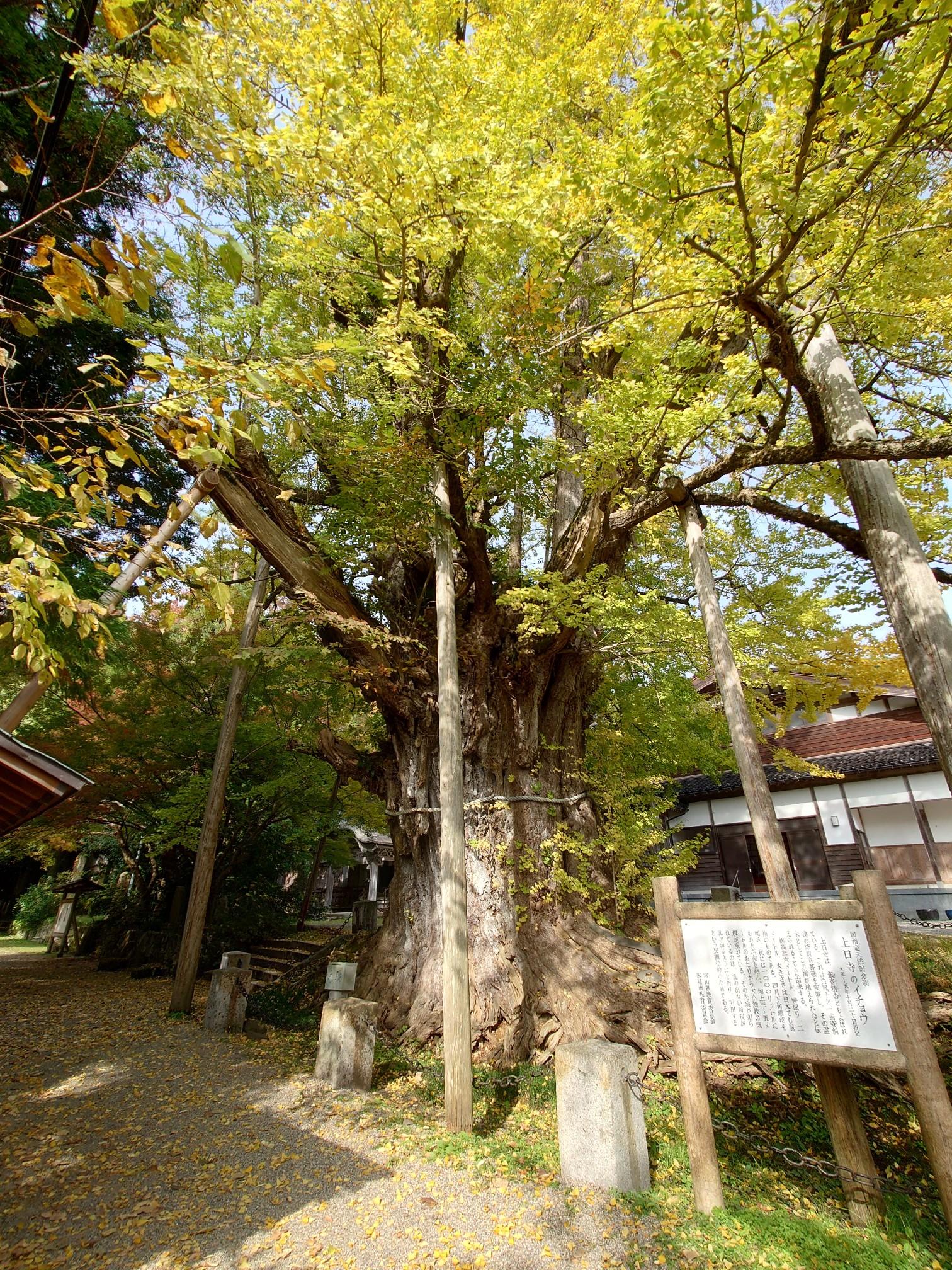 大イチョウ日本一？！ 数日前TVで映って... / はーこさんのモーメント | YAMAP / ヤマップ