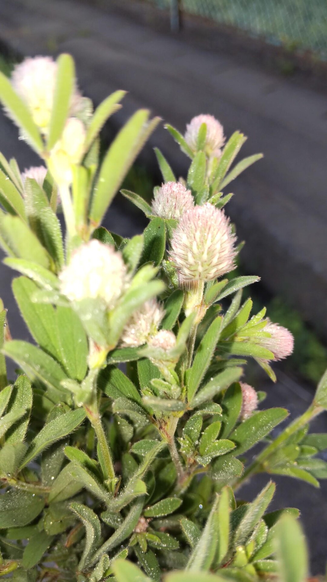 鶴沼山 5/3 / toshiさんの霞ヶ浦の活動データ | YAMAP / ヤマップ