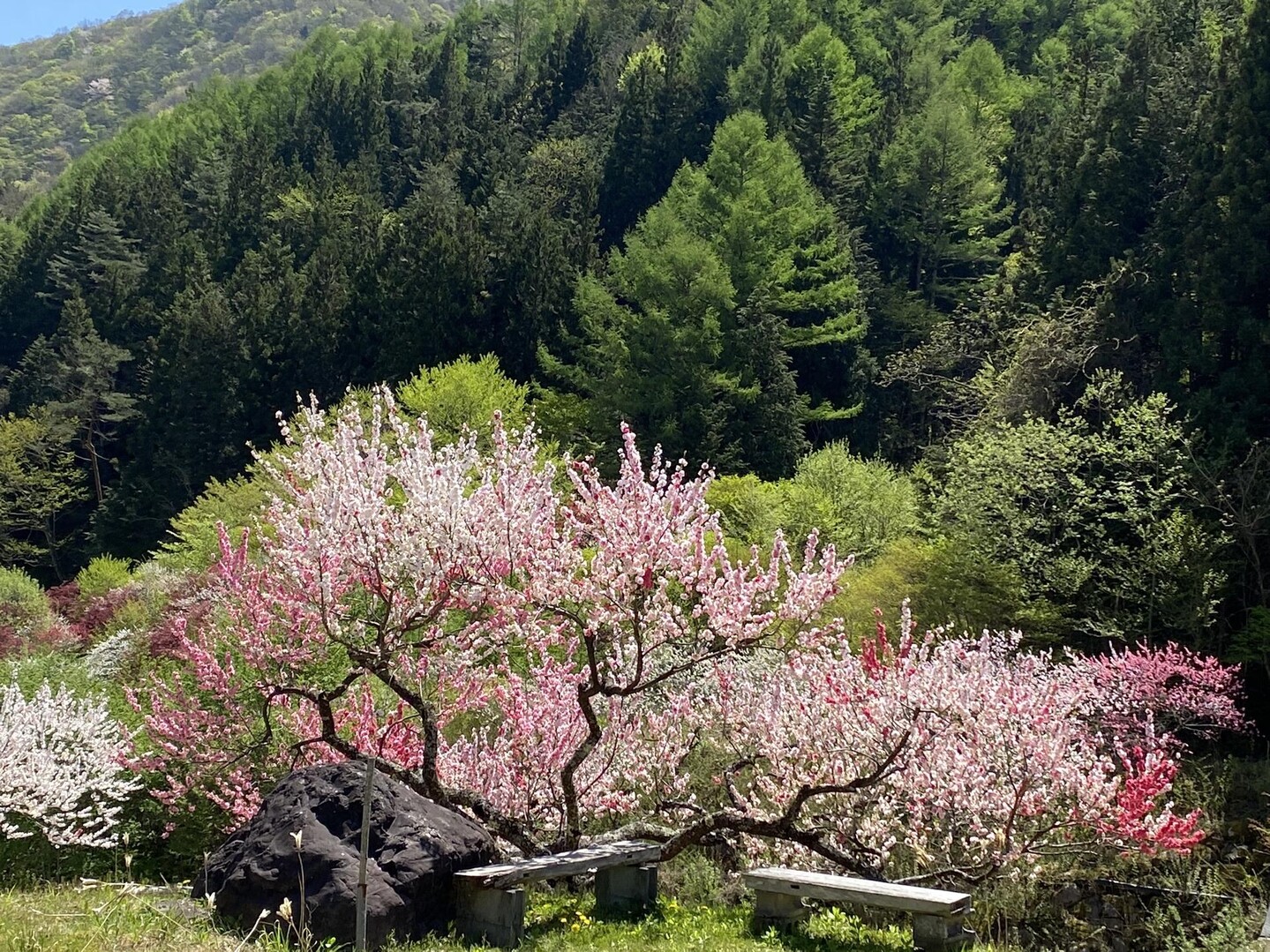 恵那山 / ichi-rokuさんの恵那山・大判山・神坂山の活動日記 | YAMAP / ヤマップ