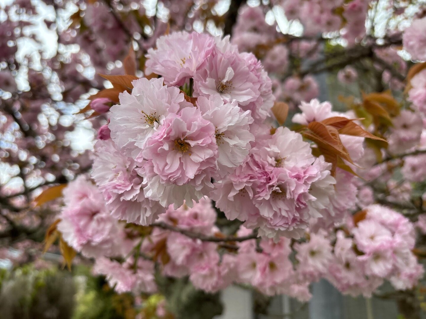 西蒲三山 / 100%Orangeさんの弥彦山・多宝山・雨乞山の活動データ | YAMAP / ヤマップ