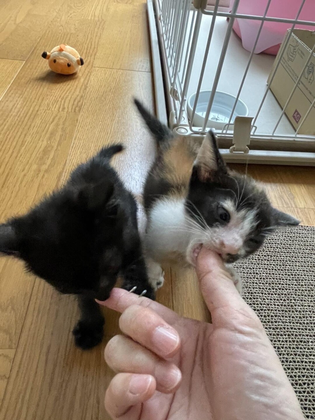 猫ブログ(神愛猫、チョコマロ編) ht... / naoさんのモーメント | YAMAP / ヤマップ