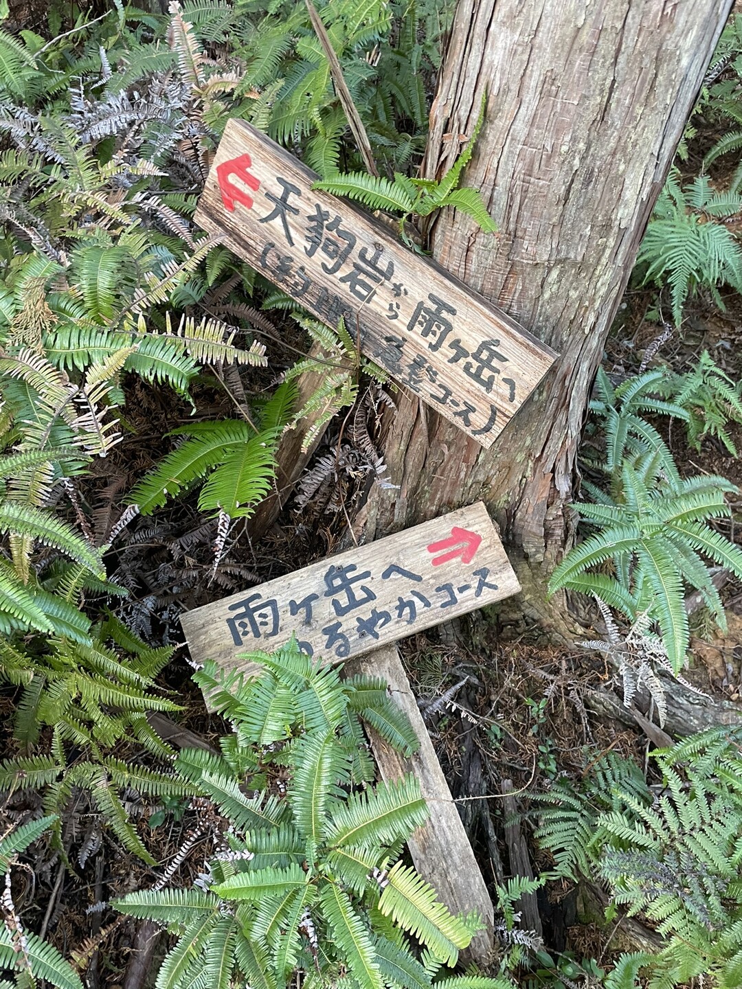 大紀町ー金輪ー雨ヶ岳ー撤退 / Tom.Nさんの大紀町の活動データ | YAMAP / ヤマップ