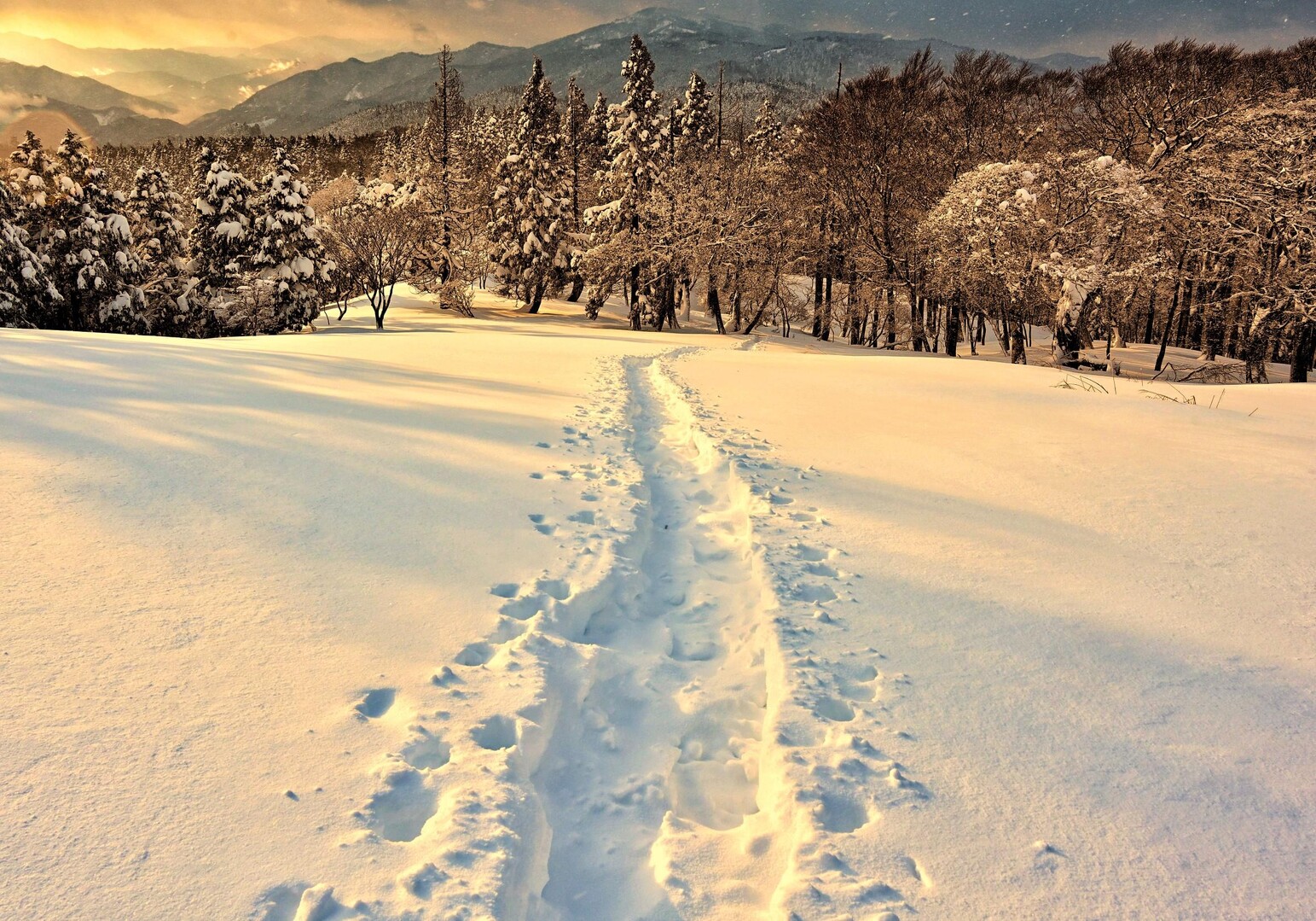 三国平⇔天児屋山 / nanoさんの沖ノ山・若杉原生林（若杉天然林）の活動データ | YAMAP / ヤマップ