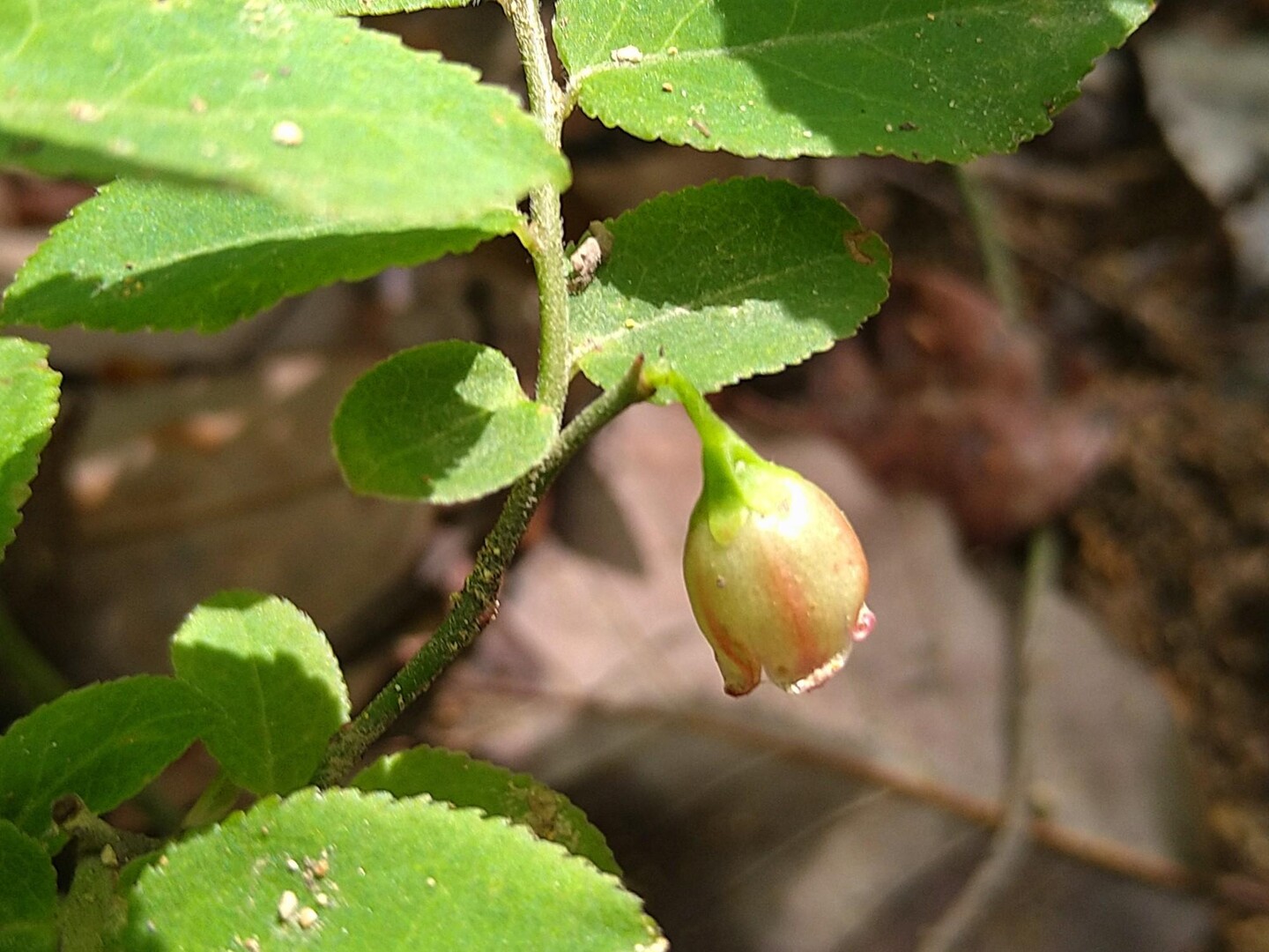 なんてまぬけな八丈岩山🥵 / yakkoさんの八丈岩山の活動データ | YAMAP / ヤマップ