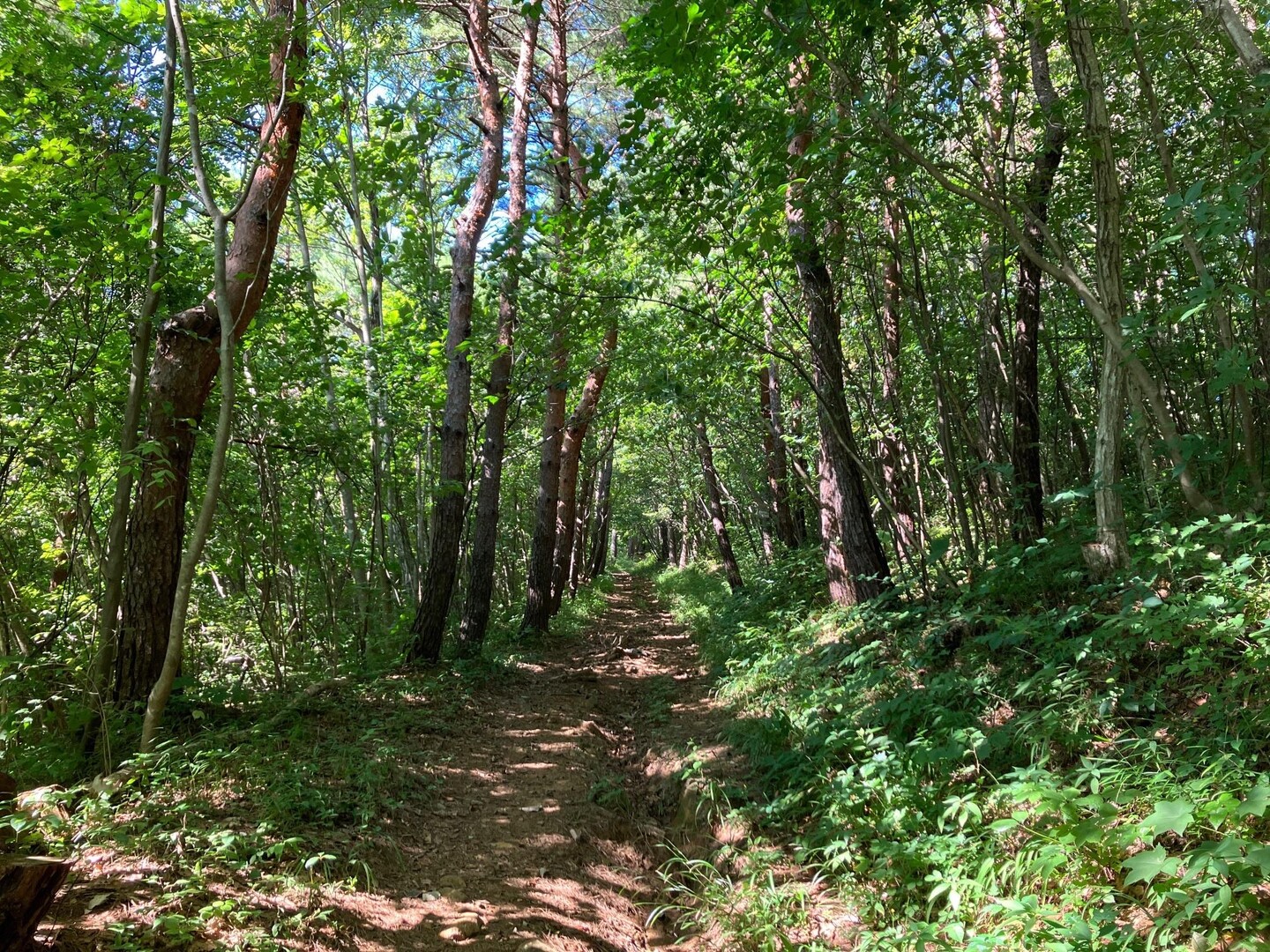 権現森 / NAさんの権現森の活動データ | YAMAP / ヤマップ