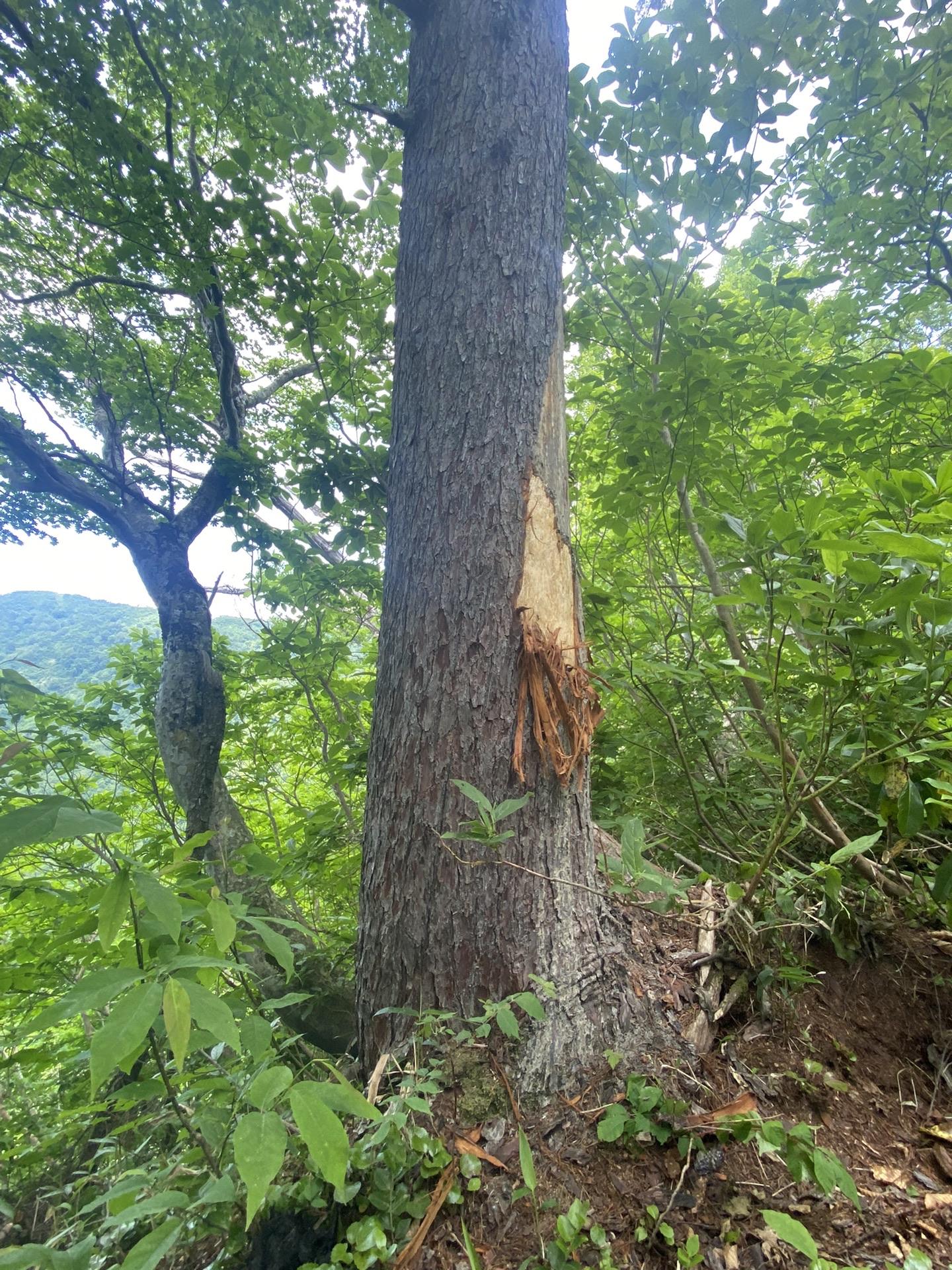 山地の奥深くひっそりと立つ未丈ヶ岳 奥... / mtakoさんのモーメント | YAMAP / ヤマップ