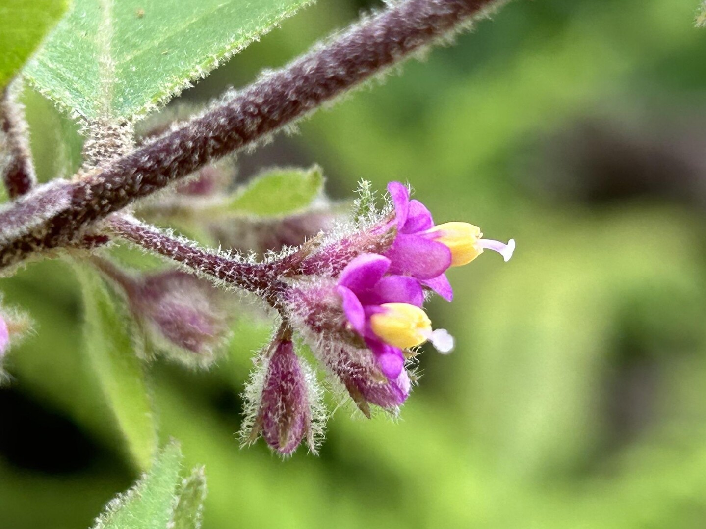 パンクしていたので( ﾉﾟ∀ﾟ)ﾉ 三角台・龍王山 / datinさんの鎮南山の活動データ | YAMAP / ヤマップ