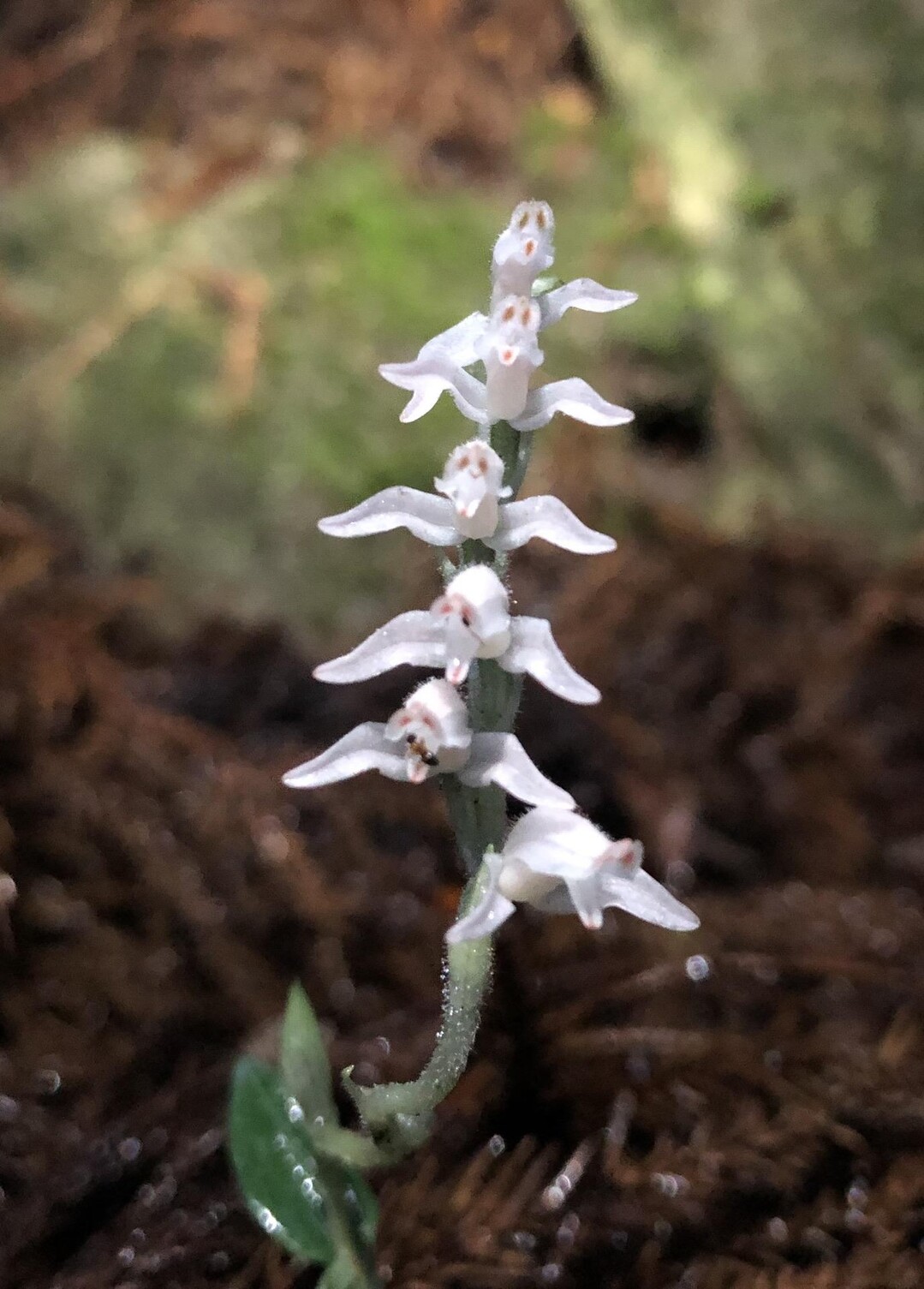 ASK🏃‍♂️本宮山⛰62 / スカじいさんの本宮山・大日山・風頭山の活動データ | YAMAP / ヤマップ