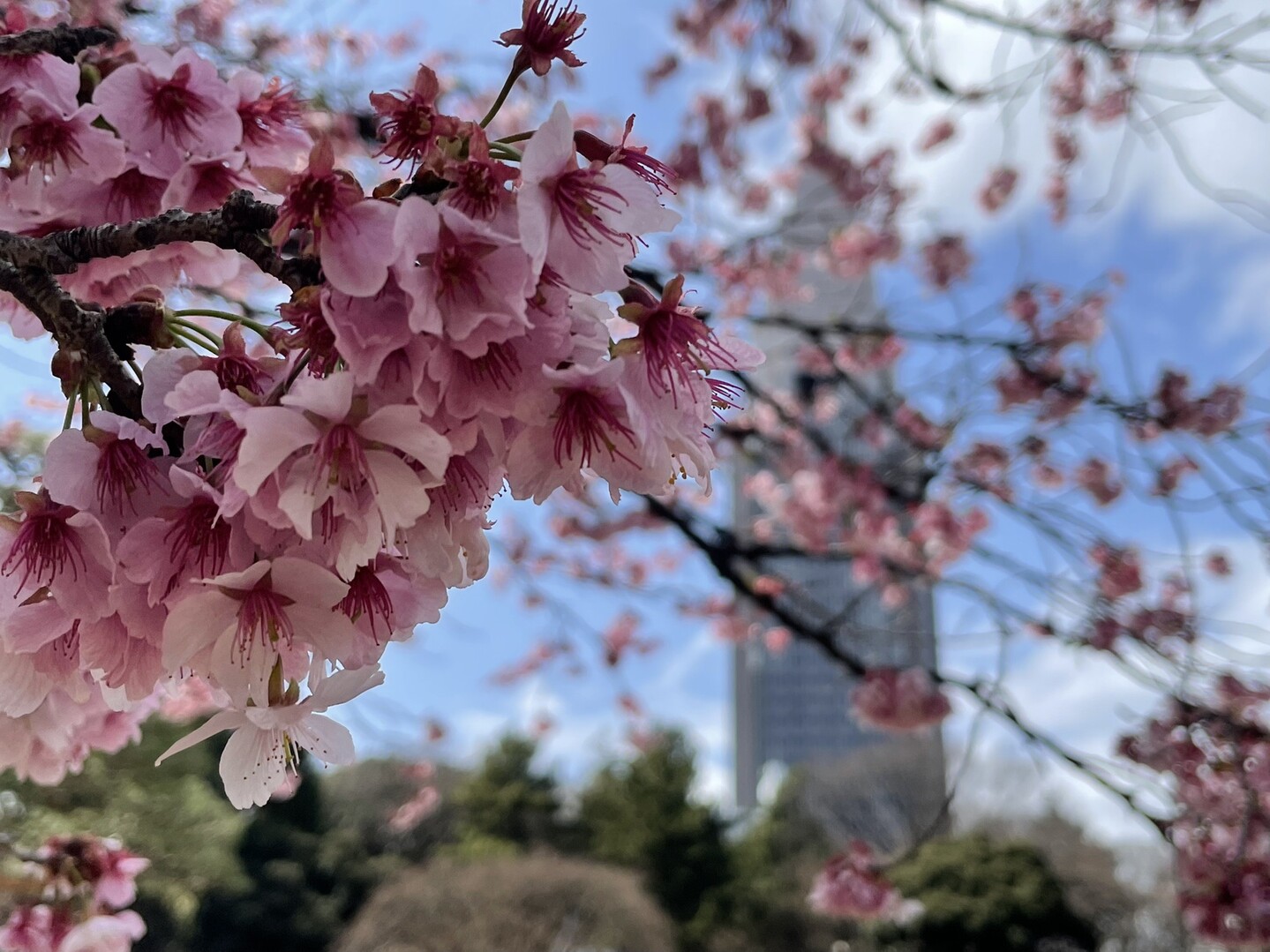 新宿に用事があったのでついでに新宿御苑へ... / Laniさんのモーメント | YAMAP / ヤマップ