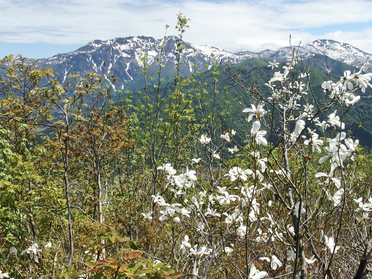 坂戸山でお花見🌸ハイキング（初めての越後里山） / Yosshyさんの坂戸山の活動日記 | YAMAP / ヤマップ