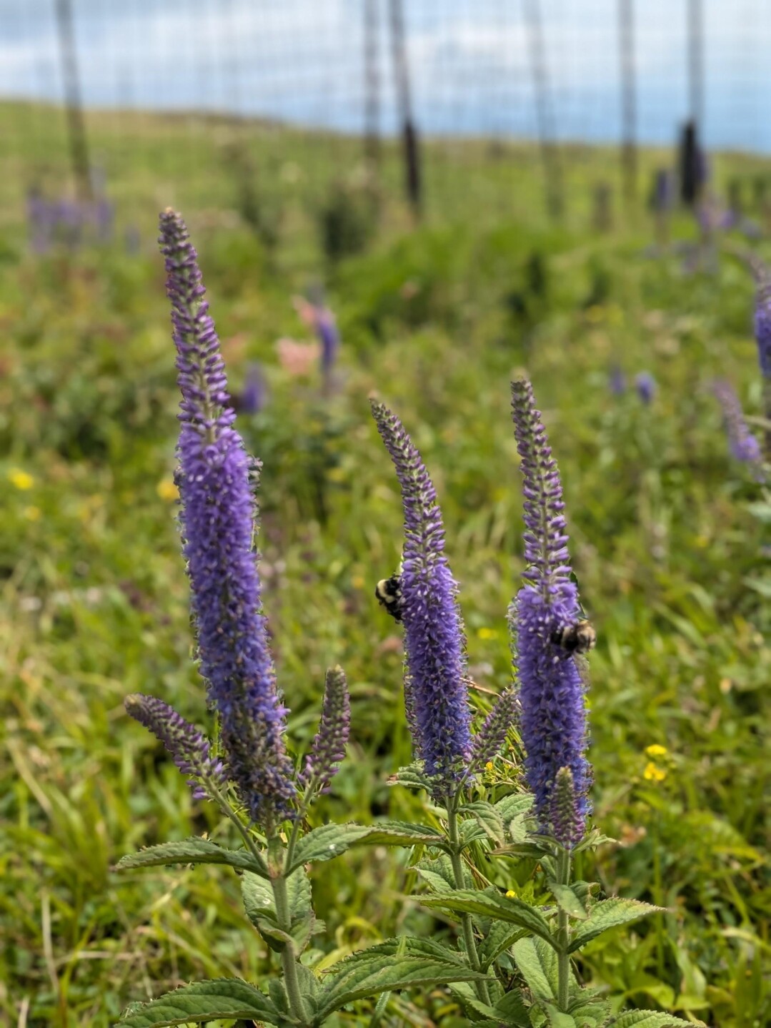 お花いっぱい伊吹山 / noanoaさんの伊吹山・伊吹高原・御座峰の活動データ | YAMAP / ヤマップ