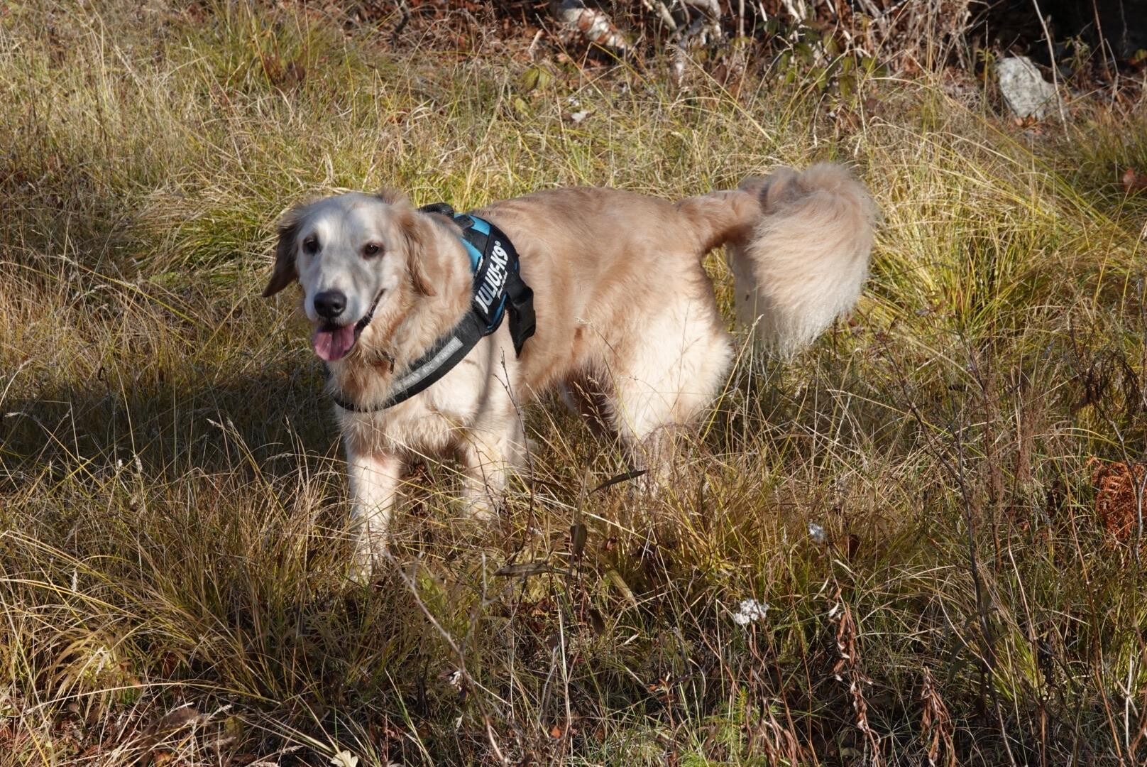 扇沼山 撤退 / AyumuさんのGT3 2の活動データ | YAMAP / ヤマップ