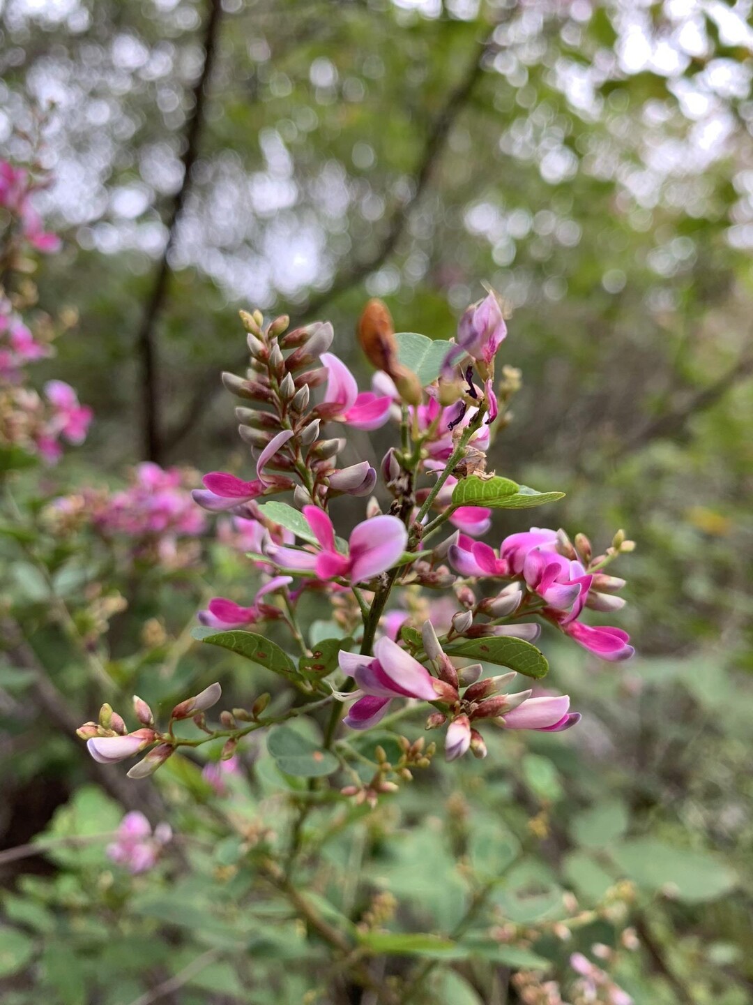 三草山 / pon-pokoさんの三草山の活動データ | YAMAP / ヤマップ