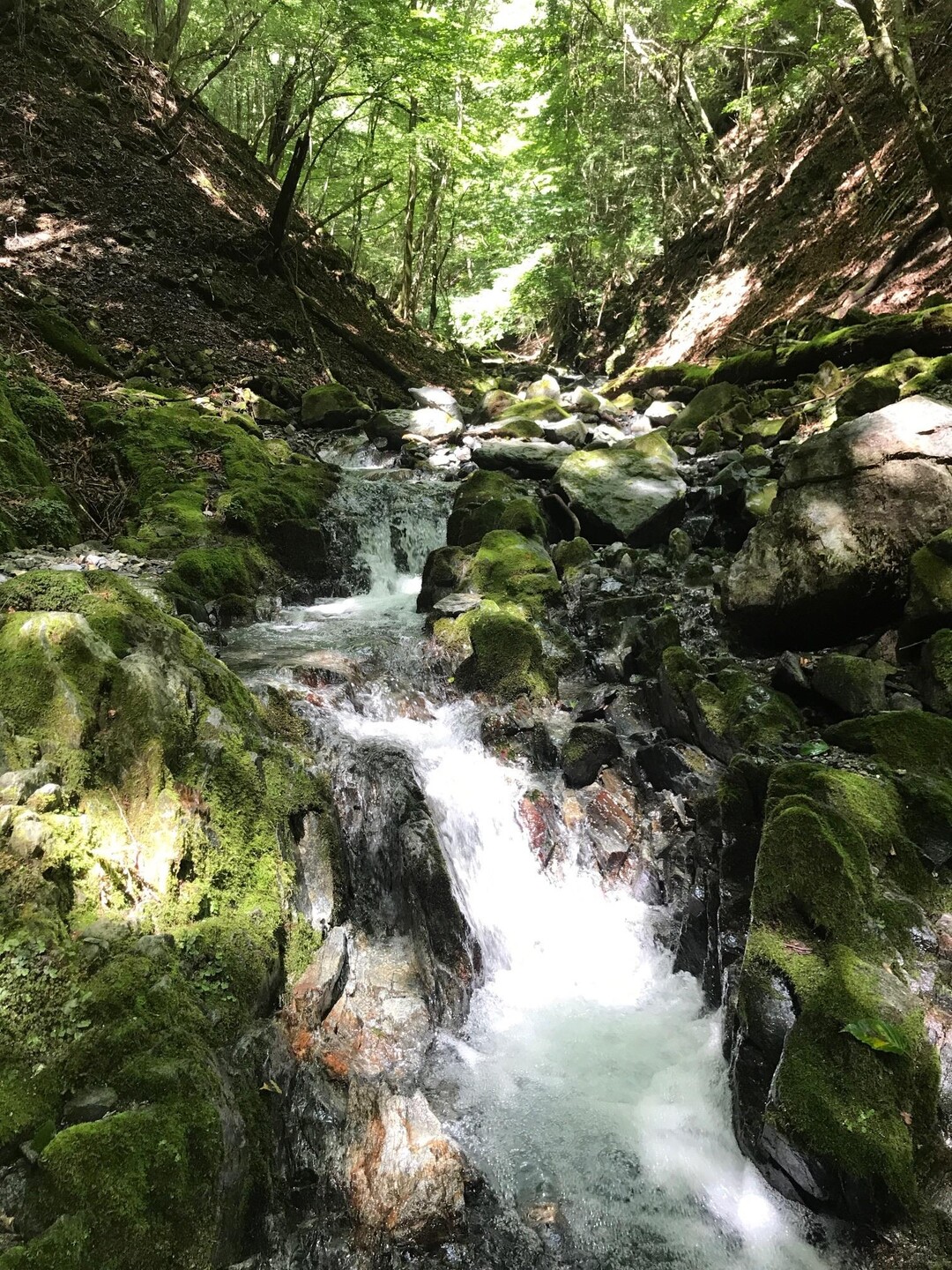 丹沢 日陰沢 WW / 山と岳さんの三国山の活動日記 | YAMAP / ヤマップ