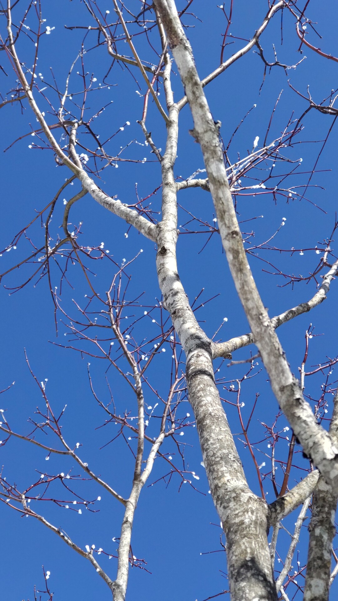 cobalt のページ | YAMAP / ヤマップ