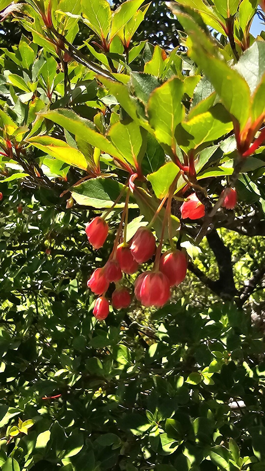｢おんな岩｣は本当に柔らかいのか ️窓ヶ山東峰・窓ヶ山西峰 / Lennonさんの窓ヶ山・向山の活動データ | YAMAP / ヤマップ