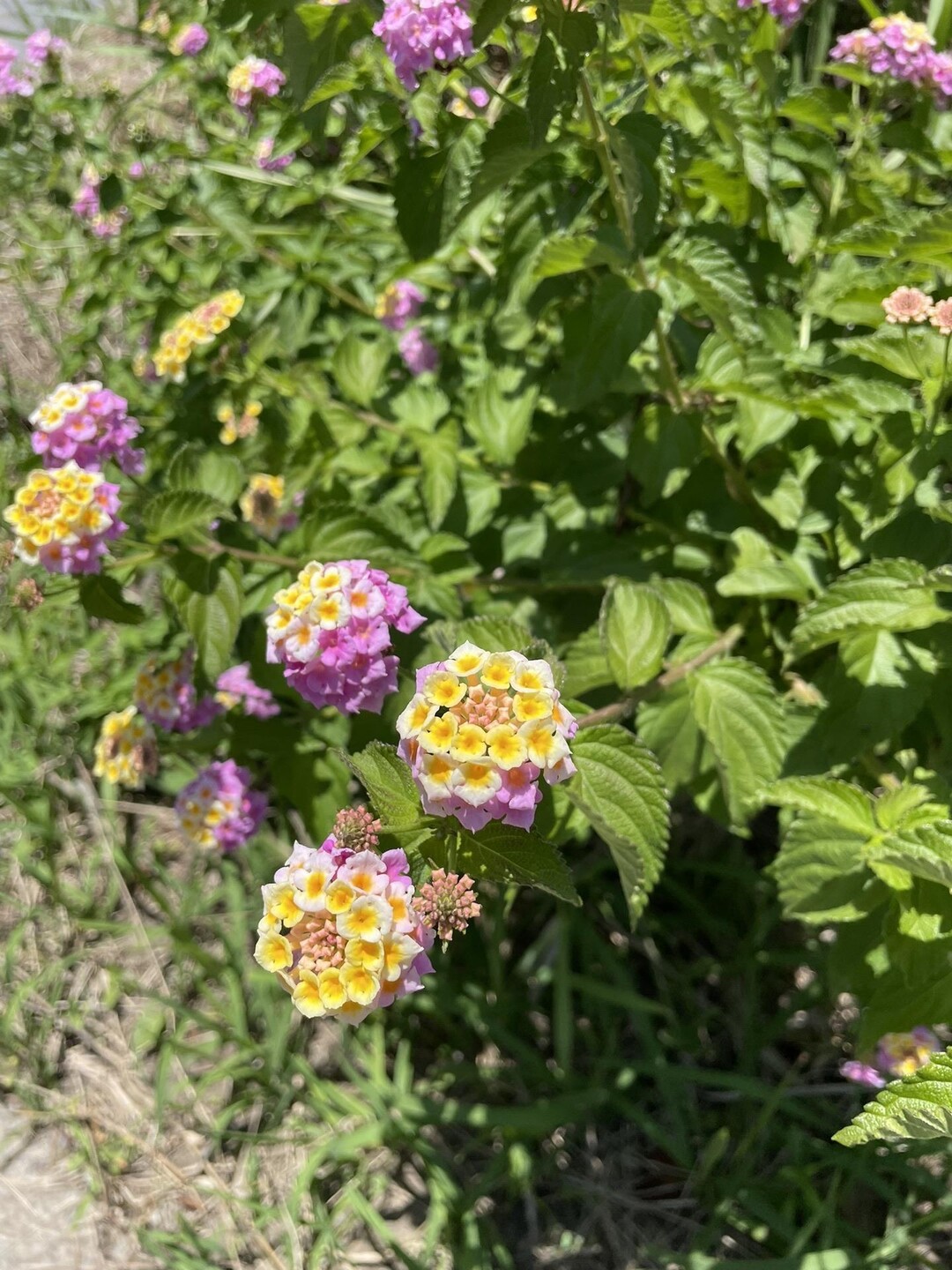 鋸山 / Jinさんの鋸山の活動日記 | YAMAP / ヤマップ