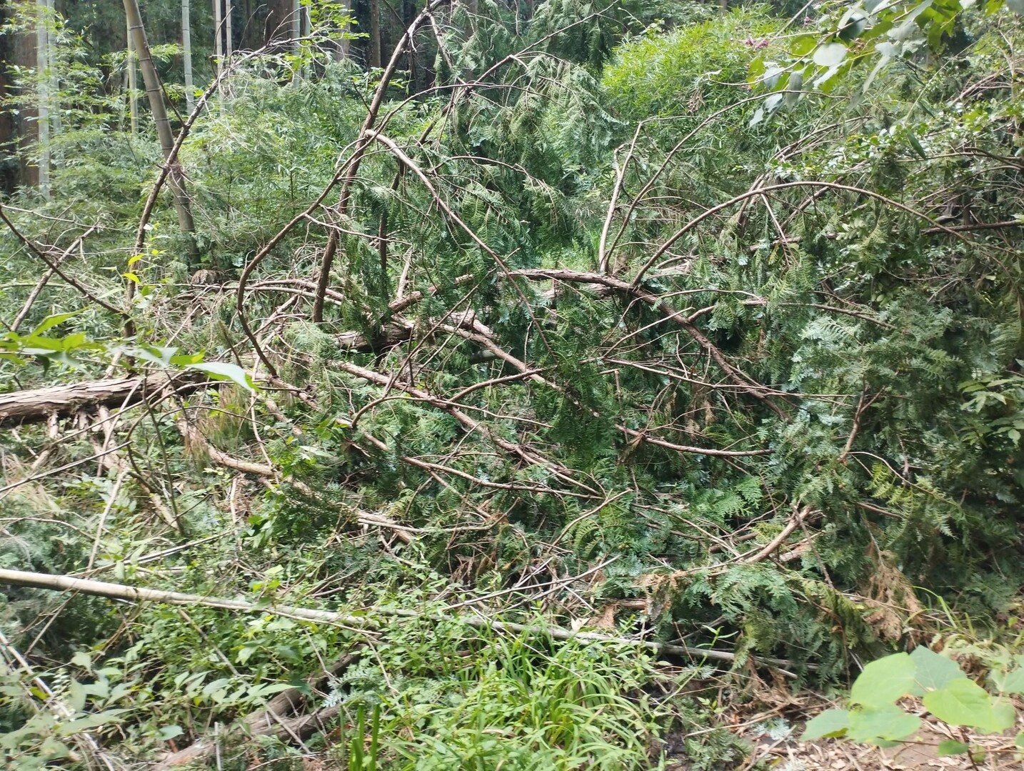 Masaさんの投稿したフィールドメモ | YAMAP / ヤマップ