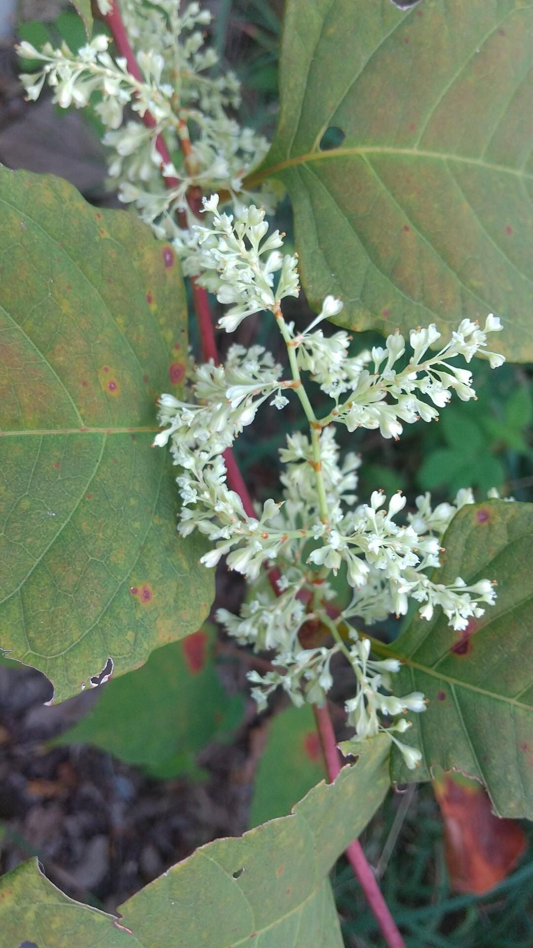 イタドリ(虎杖) 雌雄異株 / トニーさんのモーメント | YAMAP / ヤマップ