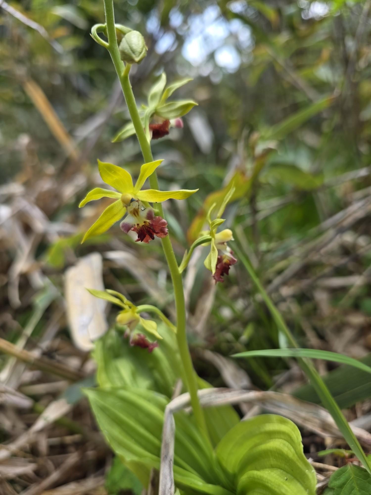 絶滅危惧種サルメンエビネ（猿面海老根) ... / SHIRO🐶さんのモーメント | YAMAP / ヤマップ