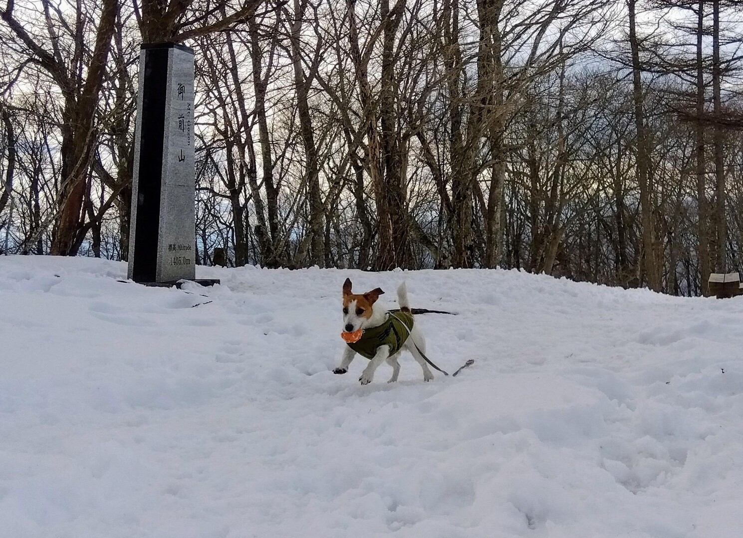雪の御前山⛄ / Veenaさんの大岳山・御岳山・御前山の活動データ | YAMAP / ヤマップ