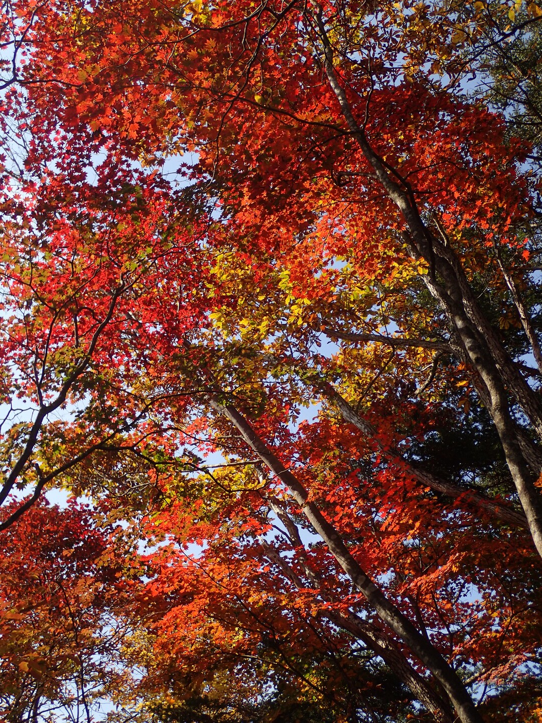 簗谷山 / YYさんの簗谷山の活動データ | YAMAP / ヤマップ