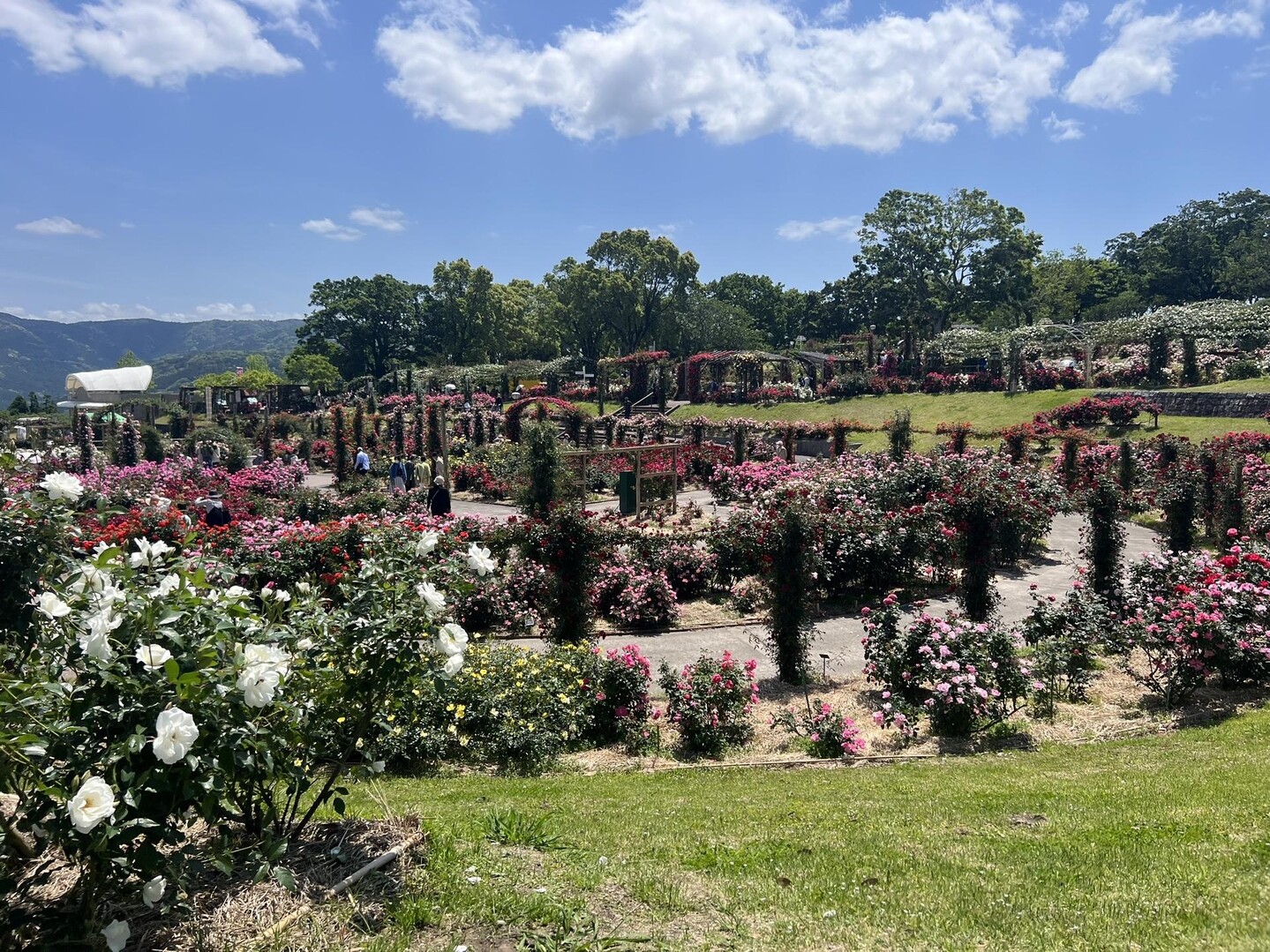 鹿屋バラ園🌹 / Rinaさんのウォーキングの活動データ | YAMAP / ヤマップ