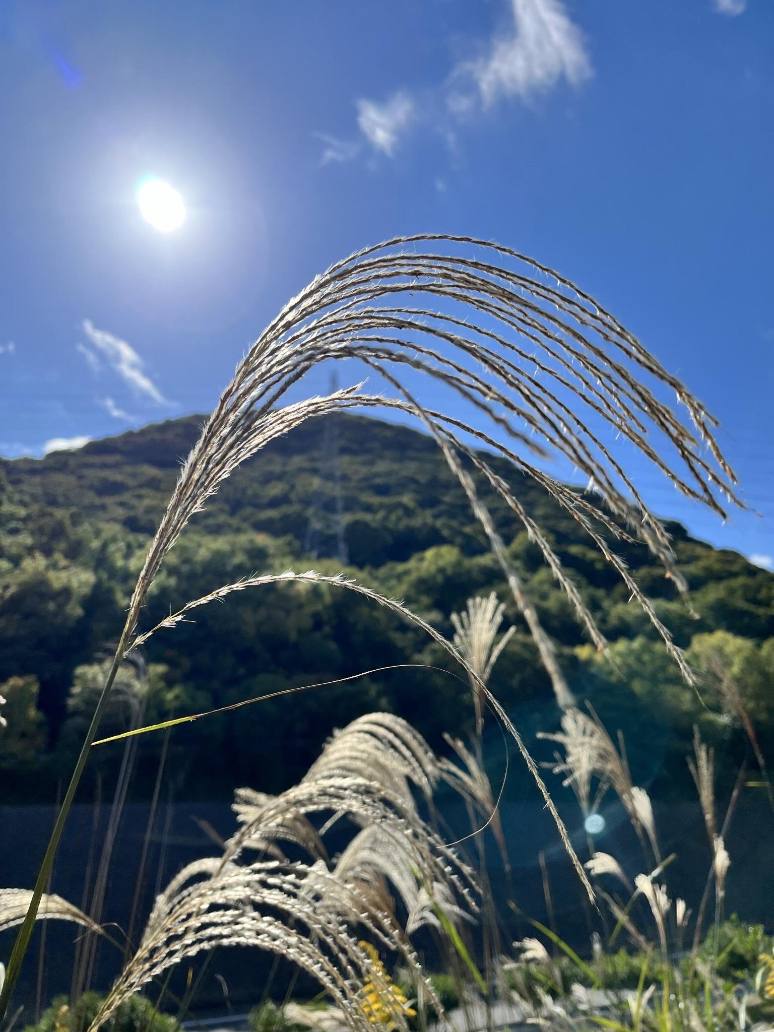 龍王宮・堂山・堂山北嶺・六ッ目山・伽藍山・万灯山（狭箱山） / cocoさんの四国遍路その20の活動データ | YAMAP / ヤマップ