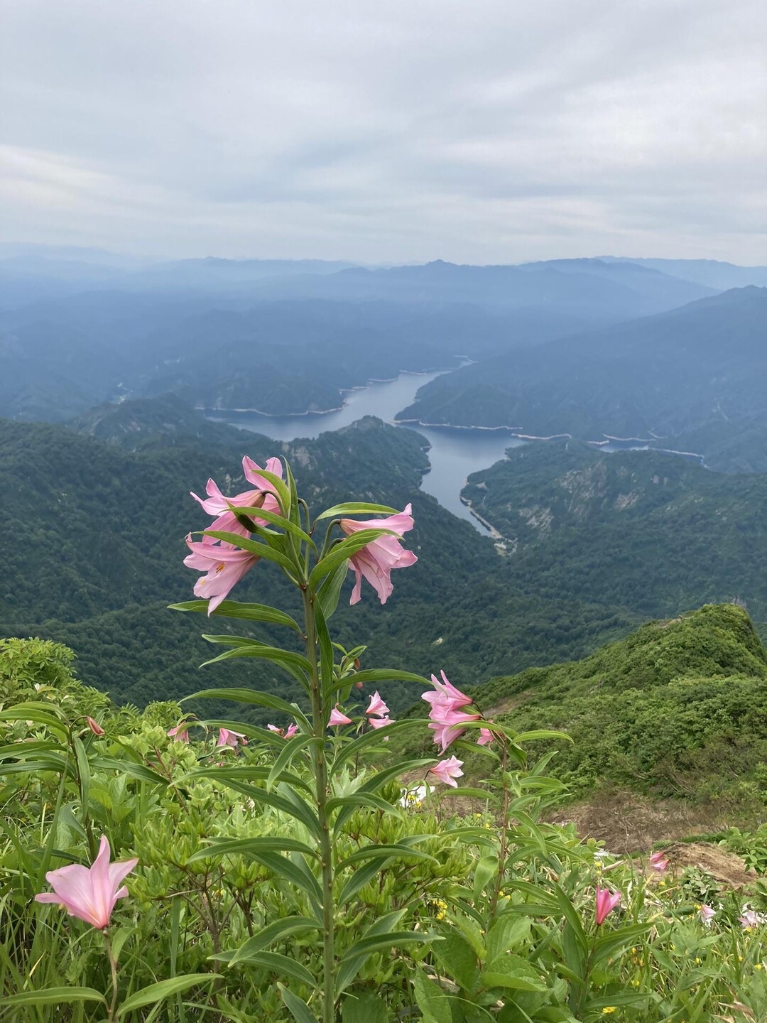 浅草岳ヒメサユリ / Mt.Mikiさんの浅草岳・鬼ヶ面山の活動データ | YAMAP / ヤマップ