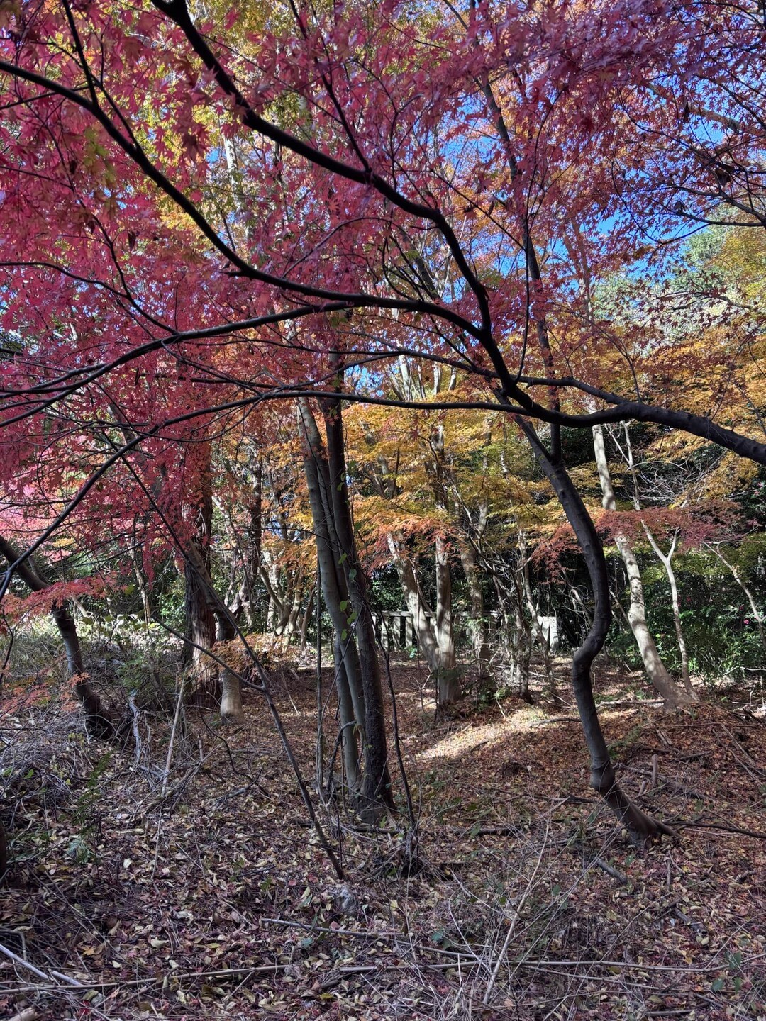 三上山（近江富士） / motoinuさんの三上山・鏡山の活動データ | YAMAP / ヤマップ