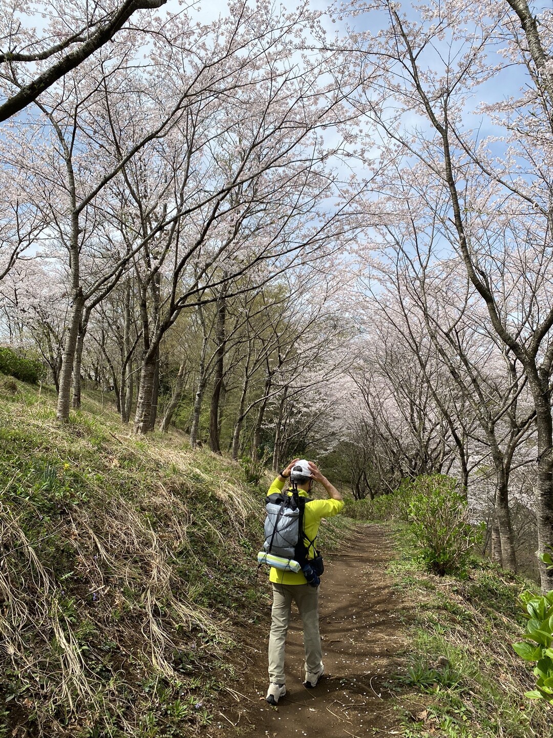 満開の桜🌸🌸🌸弘法山 / Sam55さんの大山の活動データ | YAMAP / ヤマップ