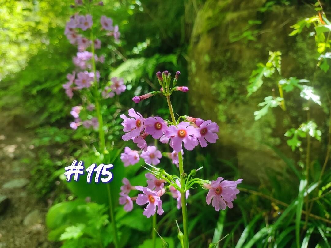 金剛山(115)カトラ谷↗念佛坂↘ / ゃまぼさんの金剛山・二上山・大和葛城山の活動データ | YAMAP / ヤマップ
