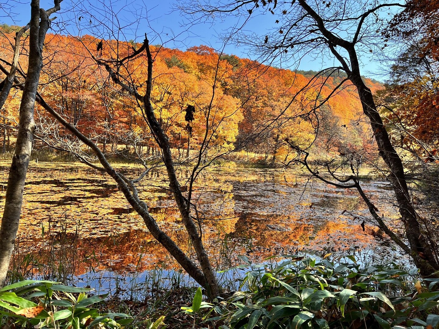 矢ノ原湿原🍁秋色と青空のコラボ / yuriさんの志津倉山の活動データ | YAMAP / ヤマップ