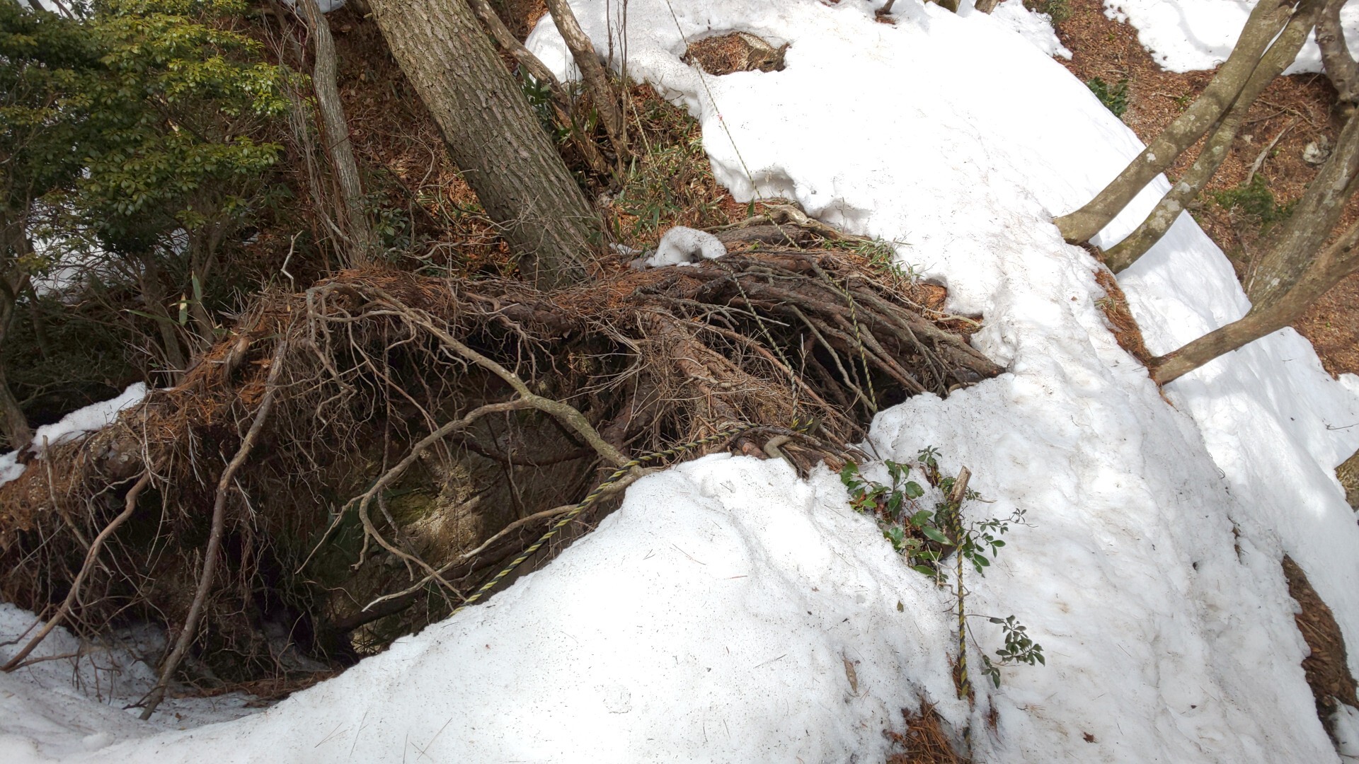 Sunちゃん0315さんの投稿したフィールドメモ | YAMAP / ヤマップ