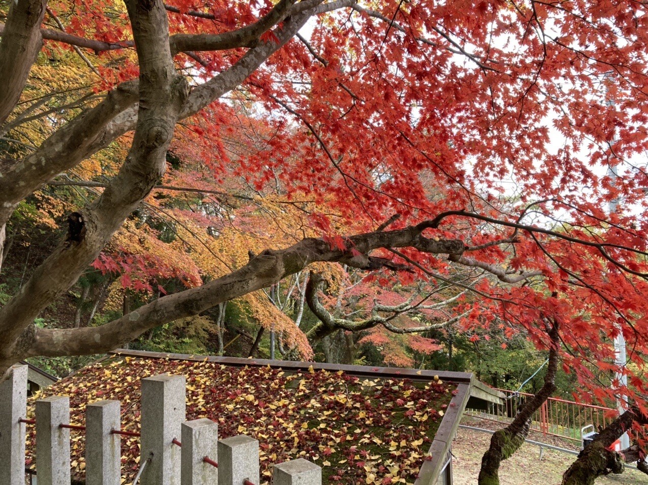 六甲山 / madelineさんの六甲山・長峰山・摩耶山の活動データ | YAMAP / ヤマップ