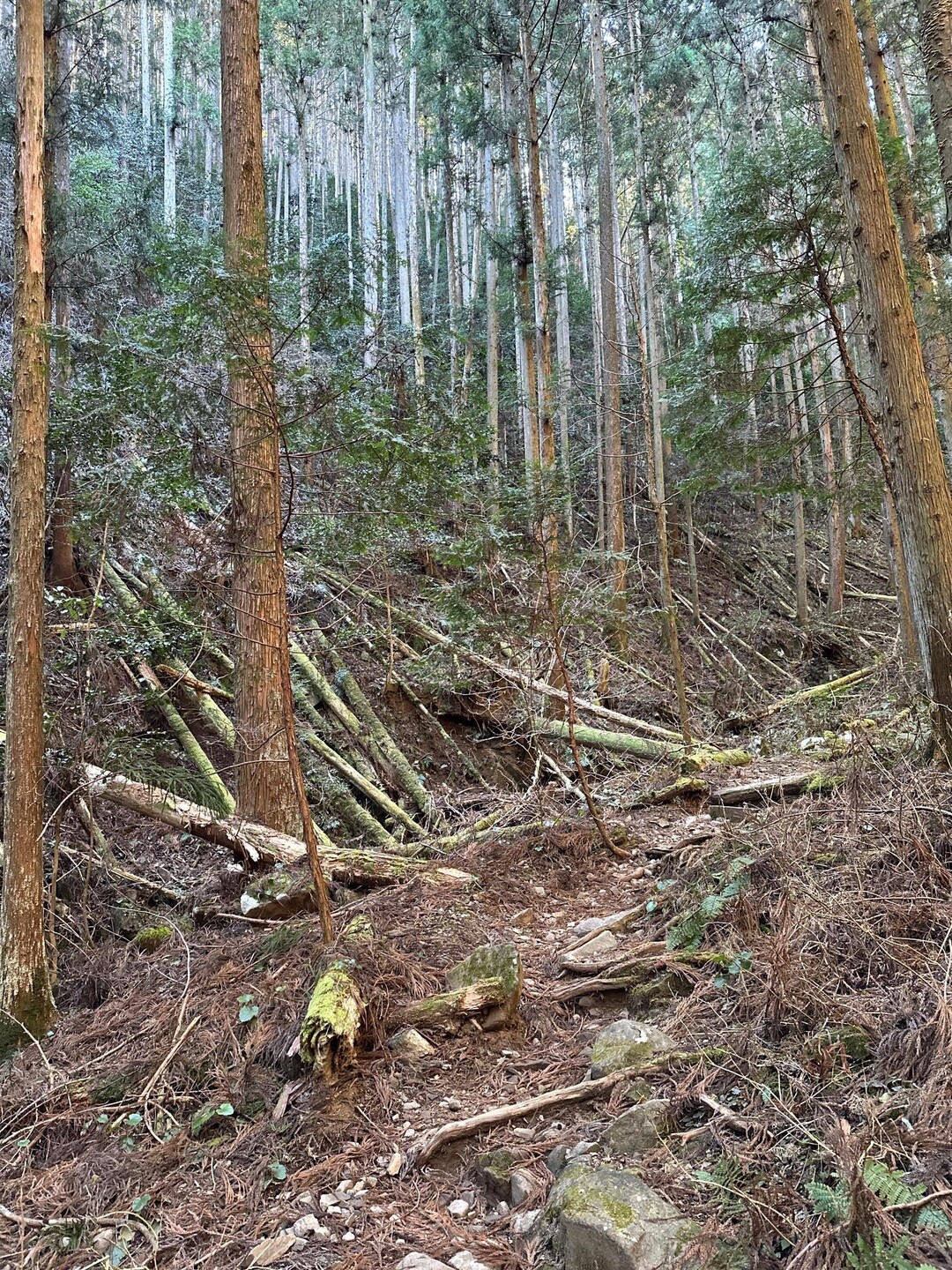 Jangers ジャンガースさんの投稿したフィールドメモ | YAMAP / ヤマップ