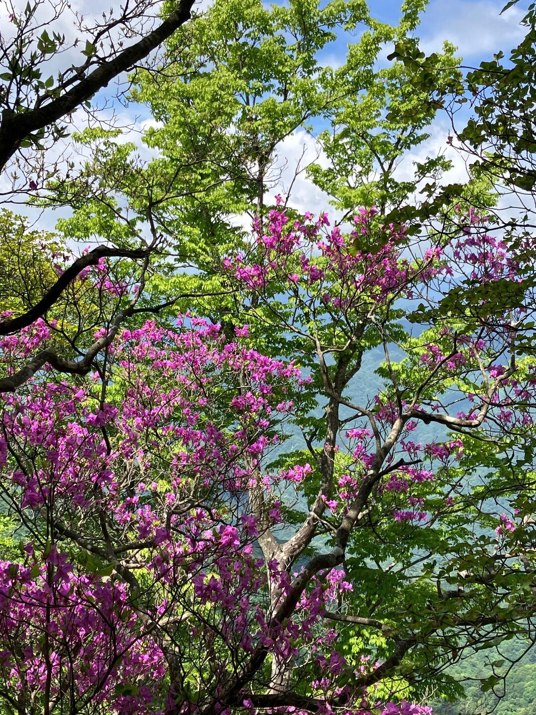 檜洞丸（西丹沢VCからつつじ新道往復） / GOYAさんの大室山・畦ヶ丸山・菰釣山の活動日記 | YAMAP / ヤマップ