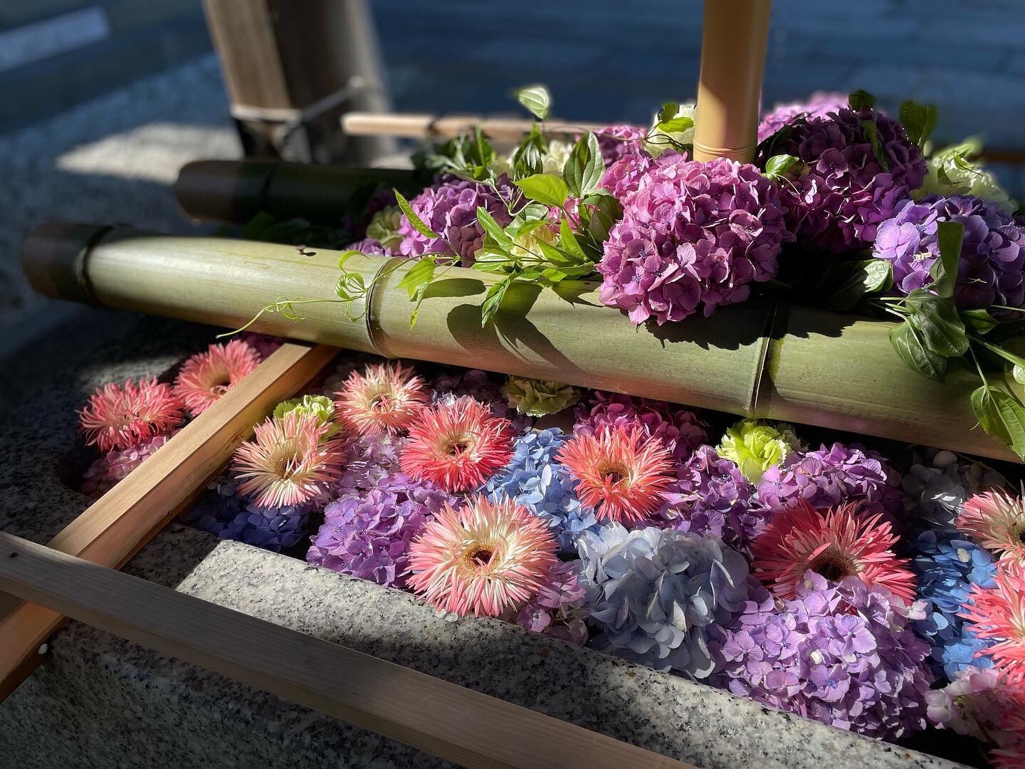 YAMAP忘れちゃった。 ほんとに大人し... / ricoさんのモーメント | YAMAP / ヤマップ