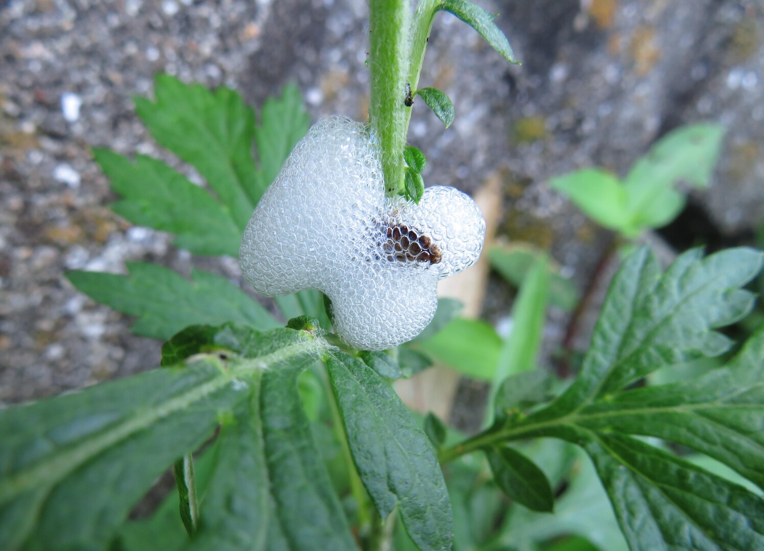 「茎に付いた泡の正体」🧐 この季節、... / Howardさんのモーメント | YAMAP / ヤマップ