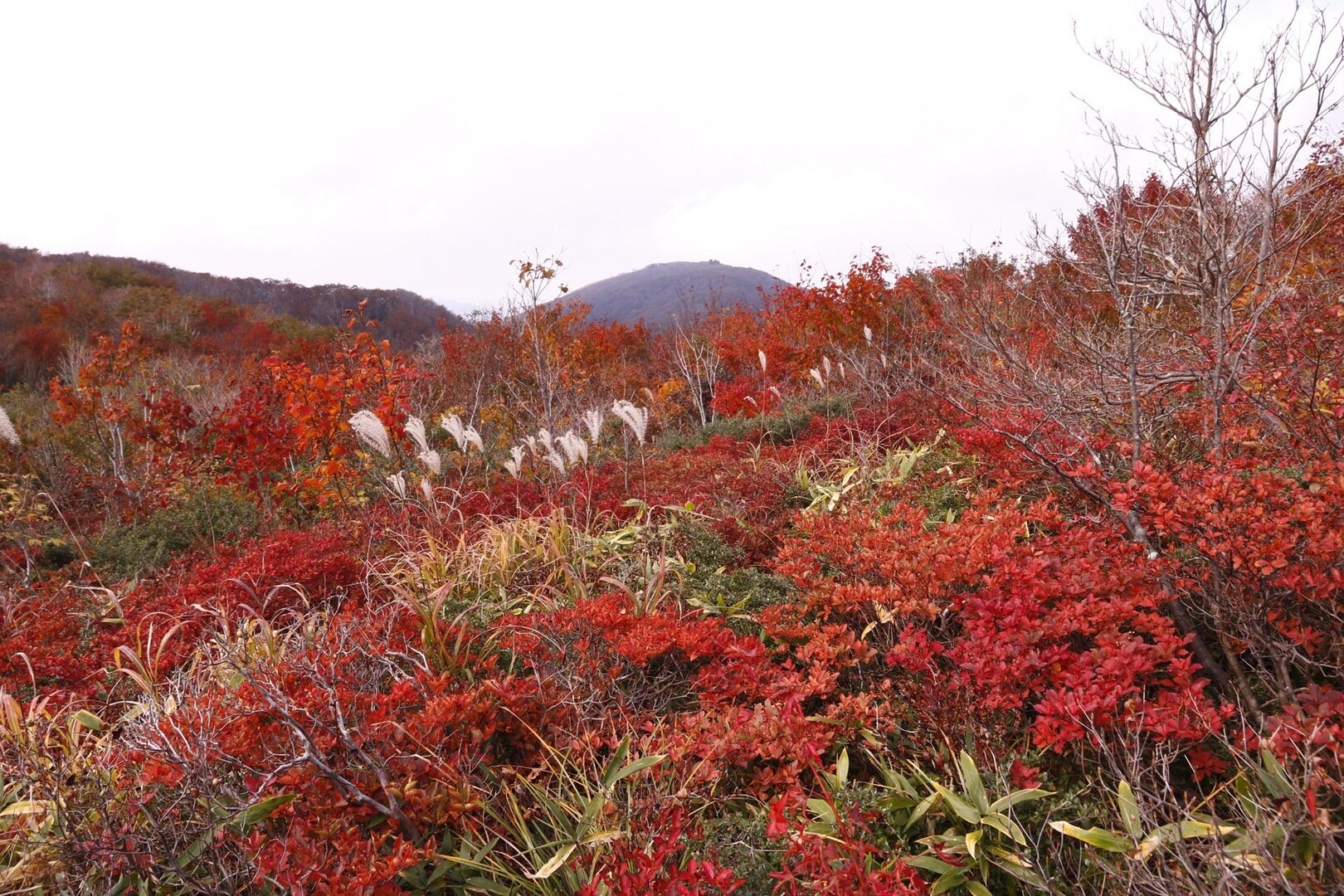 比婆山 御陵 池ノ段で紅葉詣 / yo-jiさんの比婆山・立烏帽子山・吾妻山の活動データ | YAMAP / ヤマップ