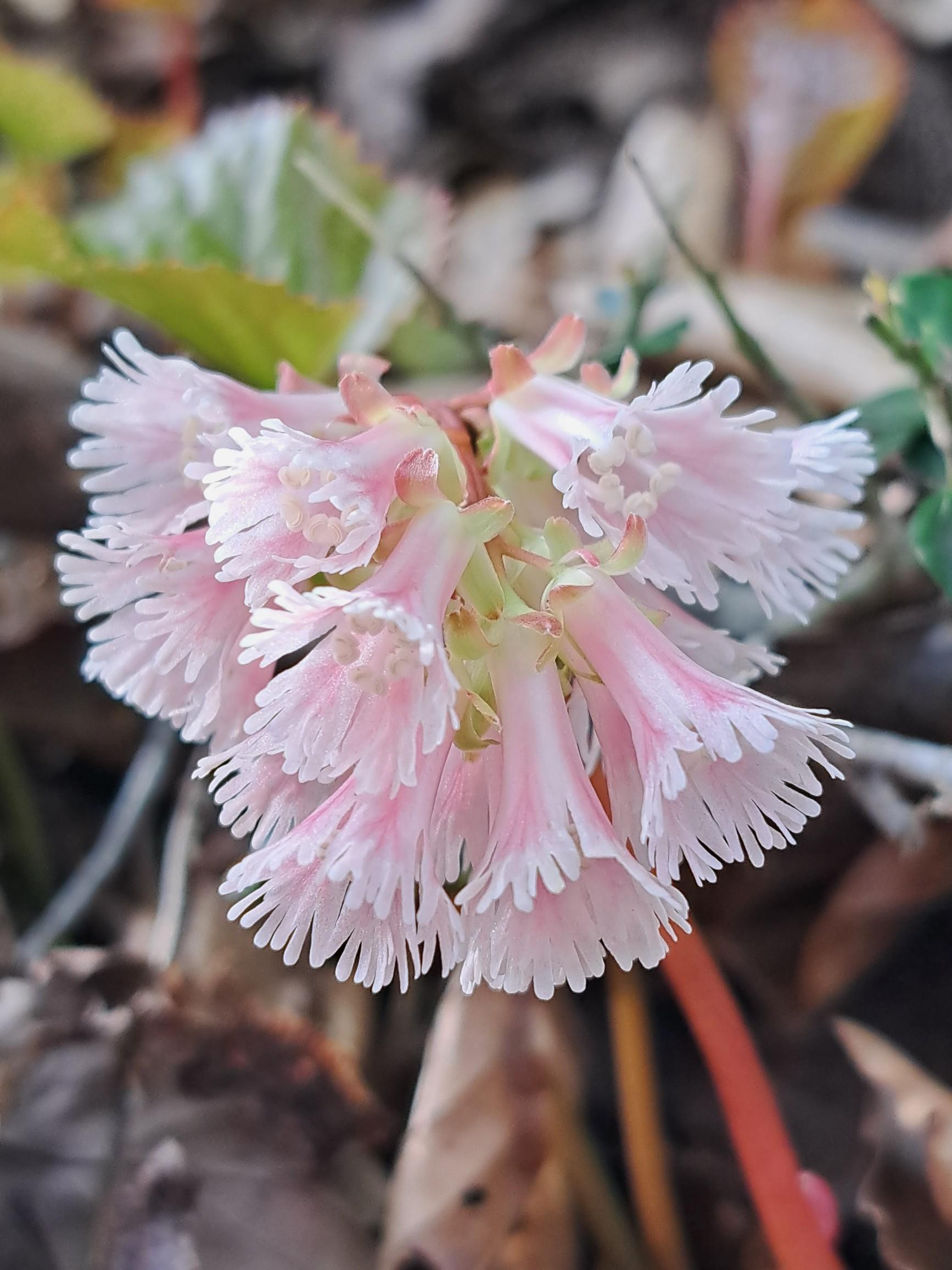 大御影山 / itimiさんの三十三間山・三重嶽・武奈ヶ嶽の活動データ | YAMAP / ヤマップ