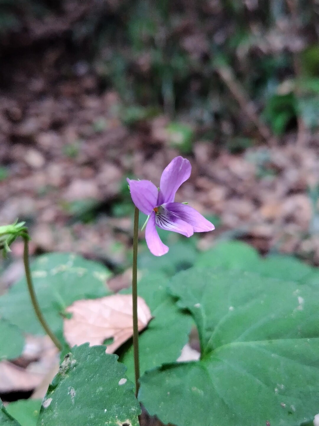 立田山憩いの森 R6.11.15 / かわとんぼさんの熊本市（中央エリア・北エリア）の活動データ | YAMAP / ヤマップ