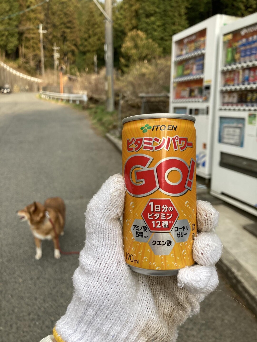 久しぶりの🐶金剛山 / bu-koさんの金剛山・二上山・大和葛城山の活動データ | YAMAP / ヤマップ