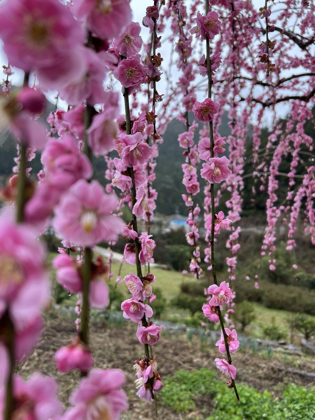 ユキワリイチゲの偵察💕 / marukoさんの竜王山（讃岐山脈）・大川山の活動データ | YAMAP / ヤマップ