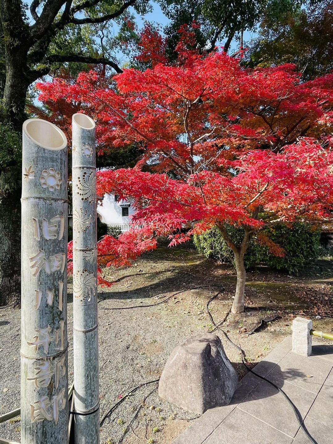 【細川刑部邸】 しばらく見納めとの事で... / yuriさんのモーメント | YAMAP / ヤマップ