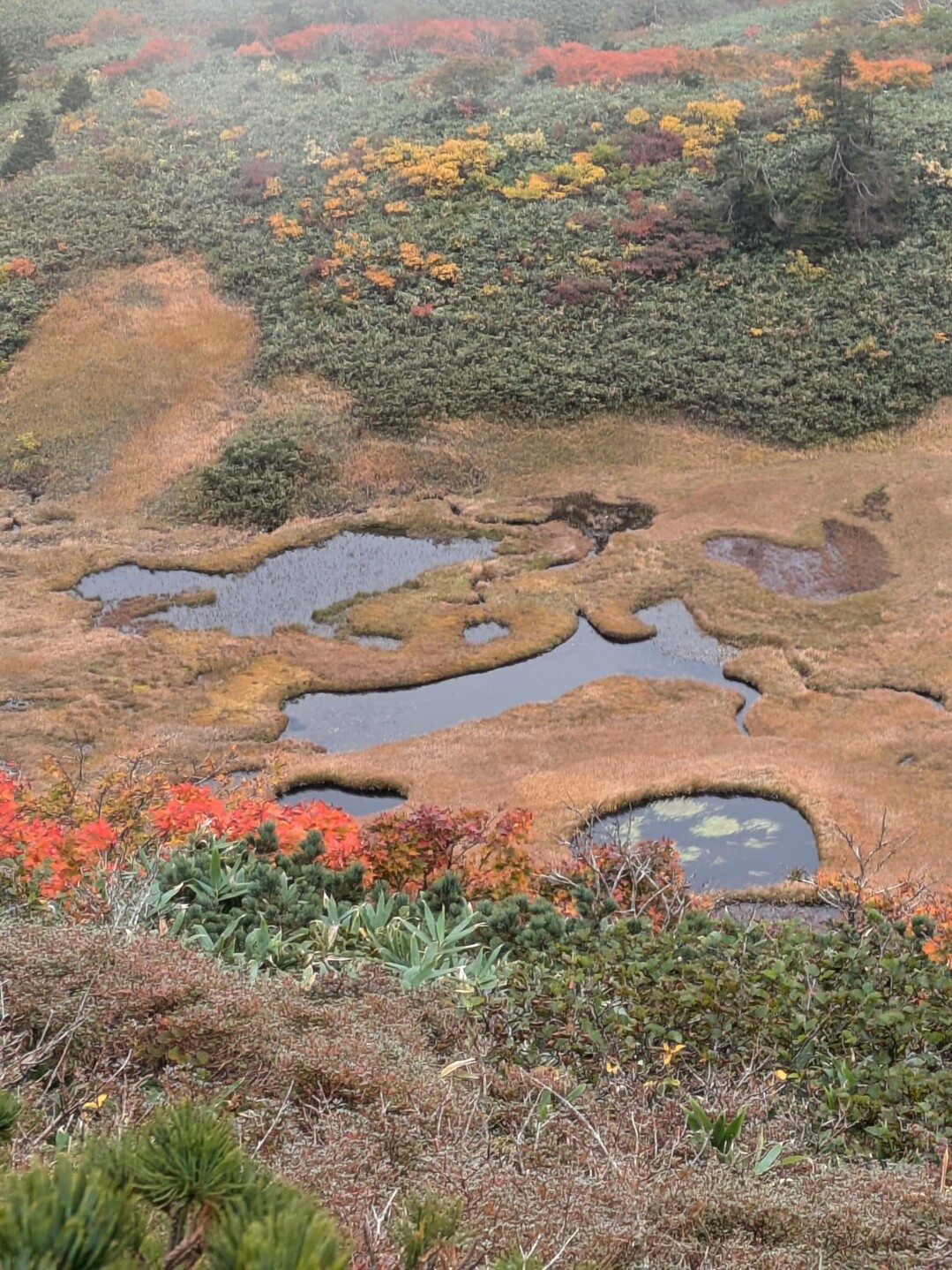 乳頭山縦走 / Arさんの秋田駒ヶ岳・男女岳・貝吹岳の活動日記 | YAMAP / ヤマップ